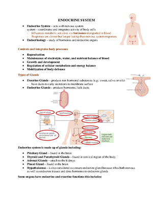 Endocrine System - Answer Key - Ch. 16 – The Endocrine System – ANSWER ...