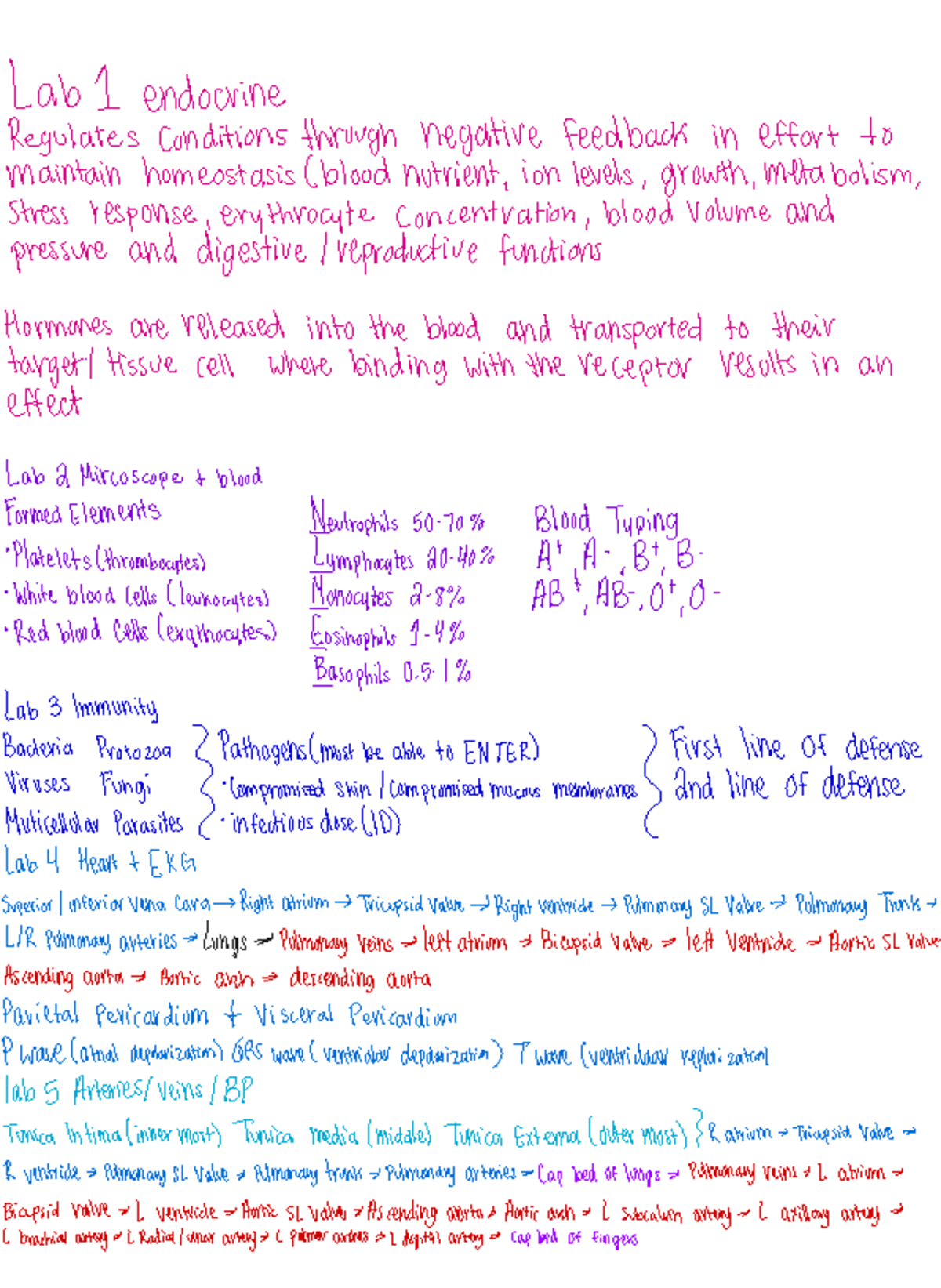 Lab Notes on Endocrine System & Blood Analysis (BIO 101) - Studocu