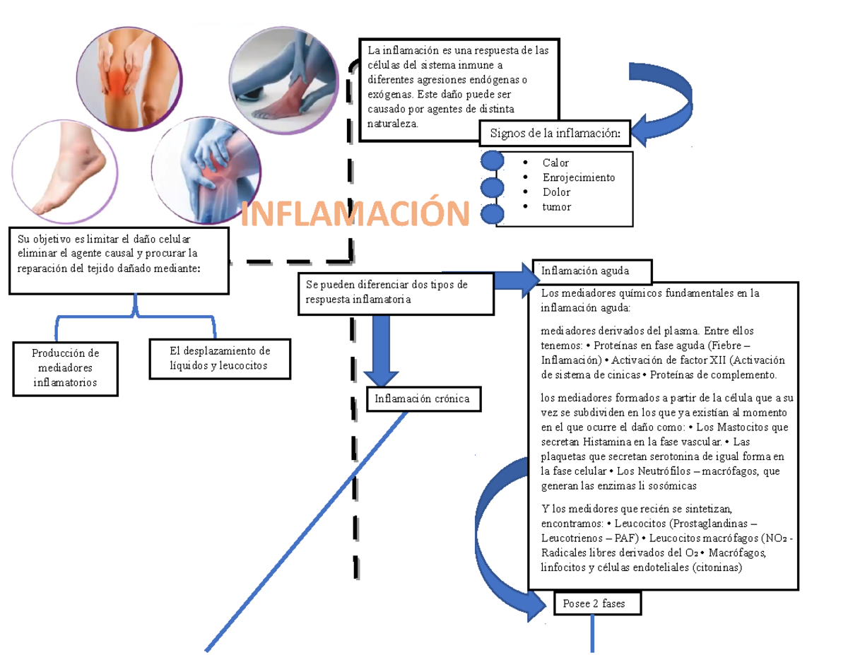 Esquema sobre la Inflamación: Aguda y Crónica - Biología 101 - Studocu