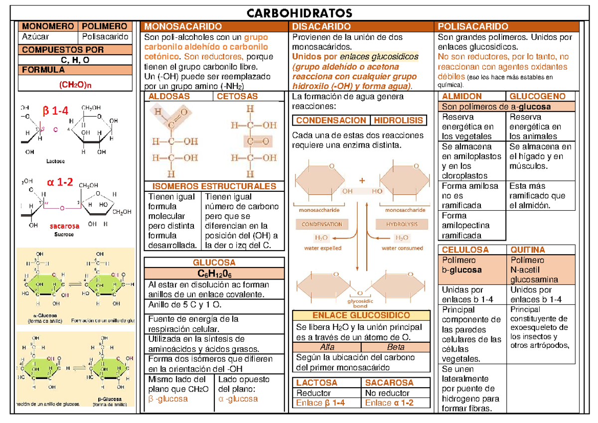 Macromoléculas Apuntes Generales Sobre Carbohidratos Lípidos Y