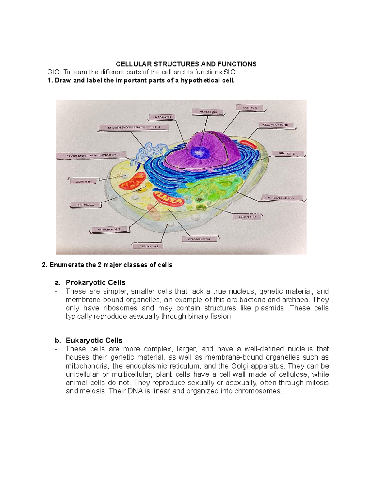 LAB Exercise: Understanding Cell Structures and Functions - Studocu