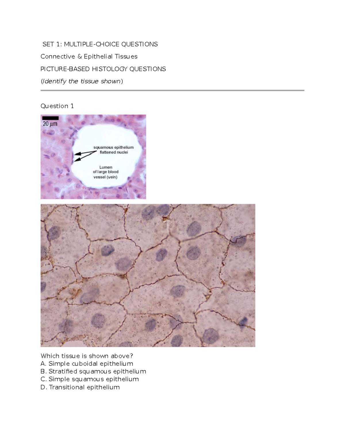 A&P Histology Lab Test 2: Connective Epithelial Tissue Questions - Studocu