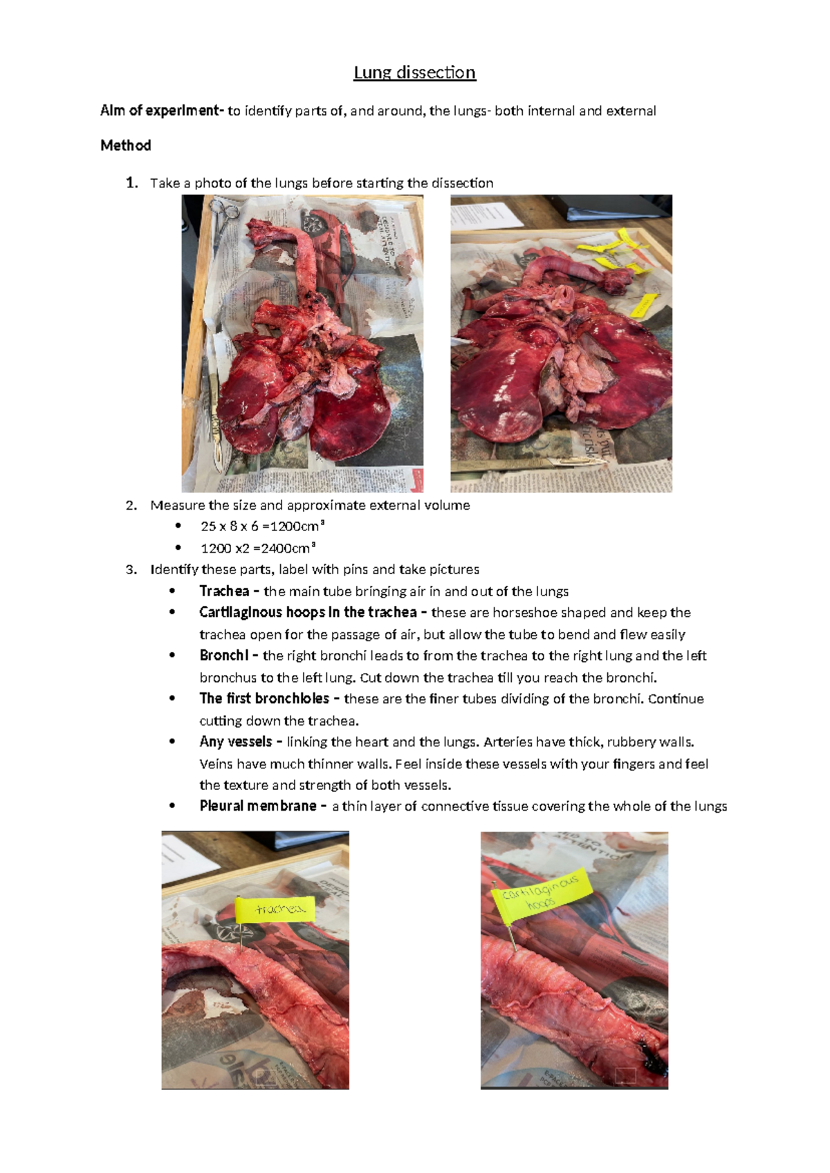 Lung Dissection: Identifying Structures and Functions in Experiment ...