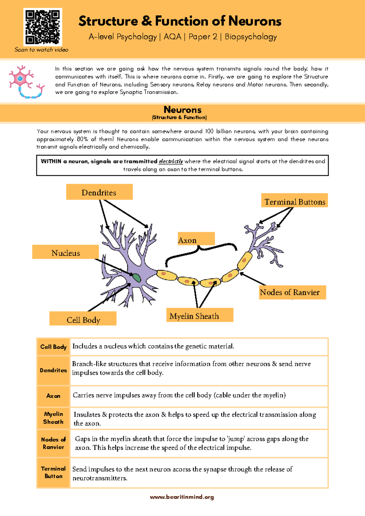 2. Neurons & Synaptic Transmission - A-Level Psychology (AQA Paper 2 ...