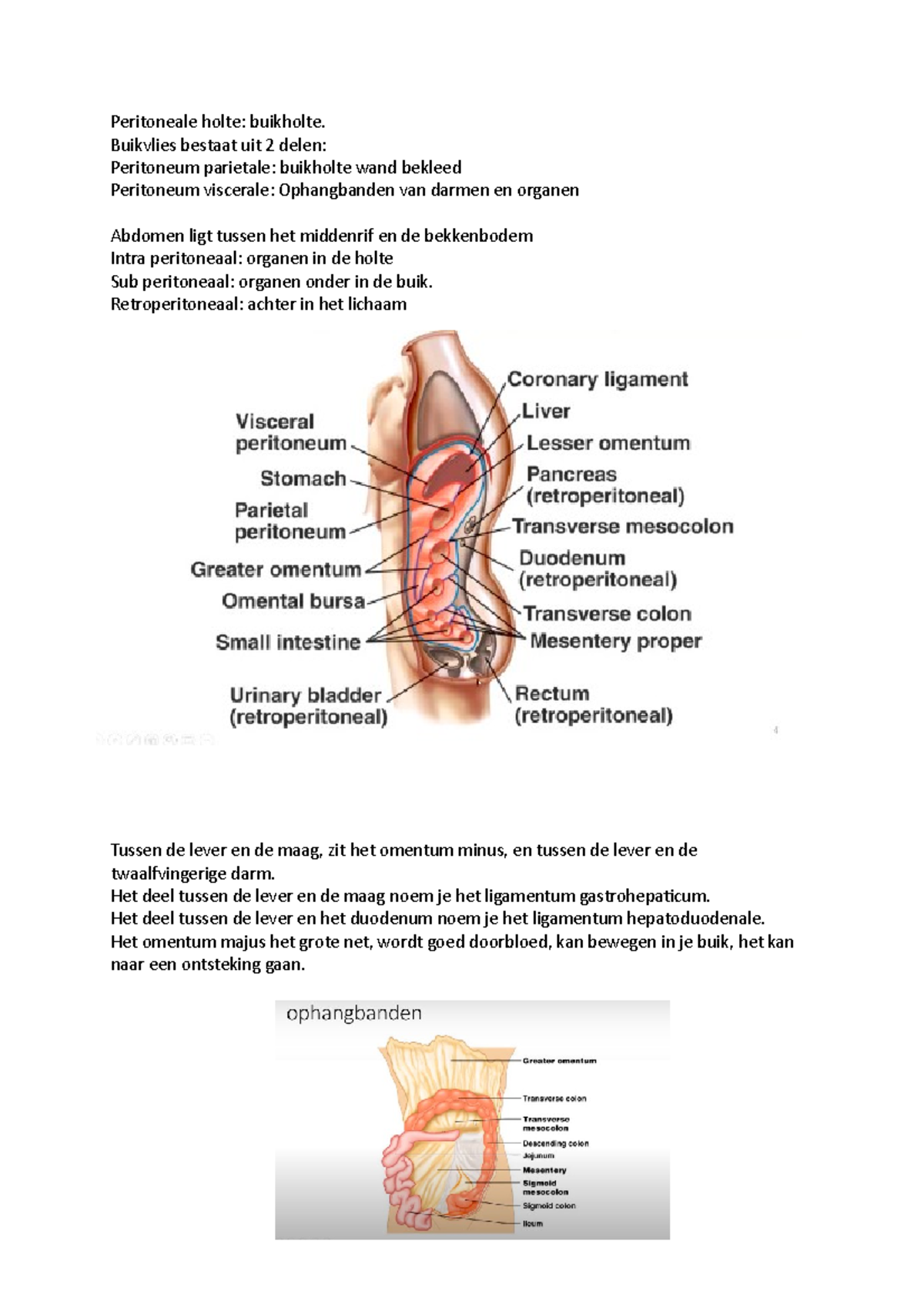 Anatomie Fysiologie Abdomen: Hoofdorganen en Structuren - Studeersnel