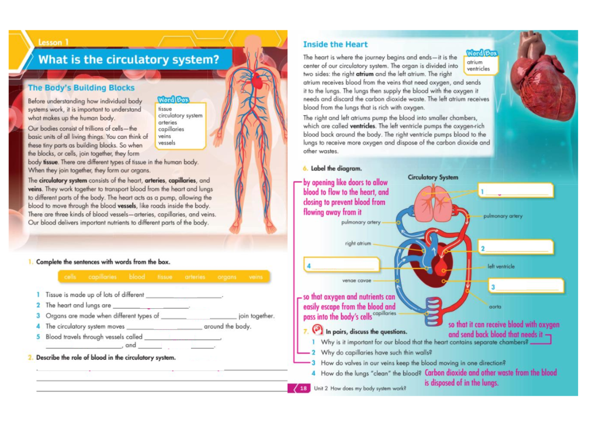 Circulatory-system - reading activity for fifth level students - Lesson ...