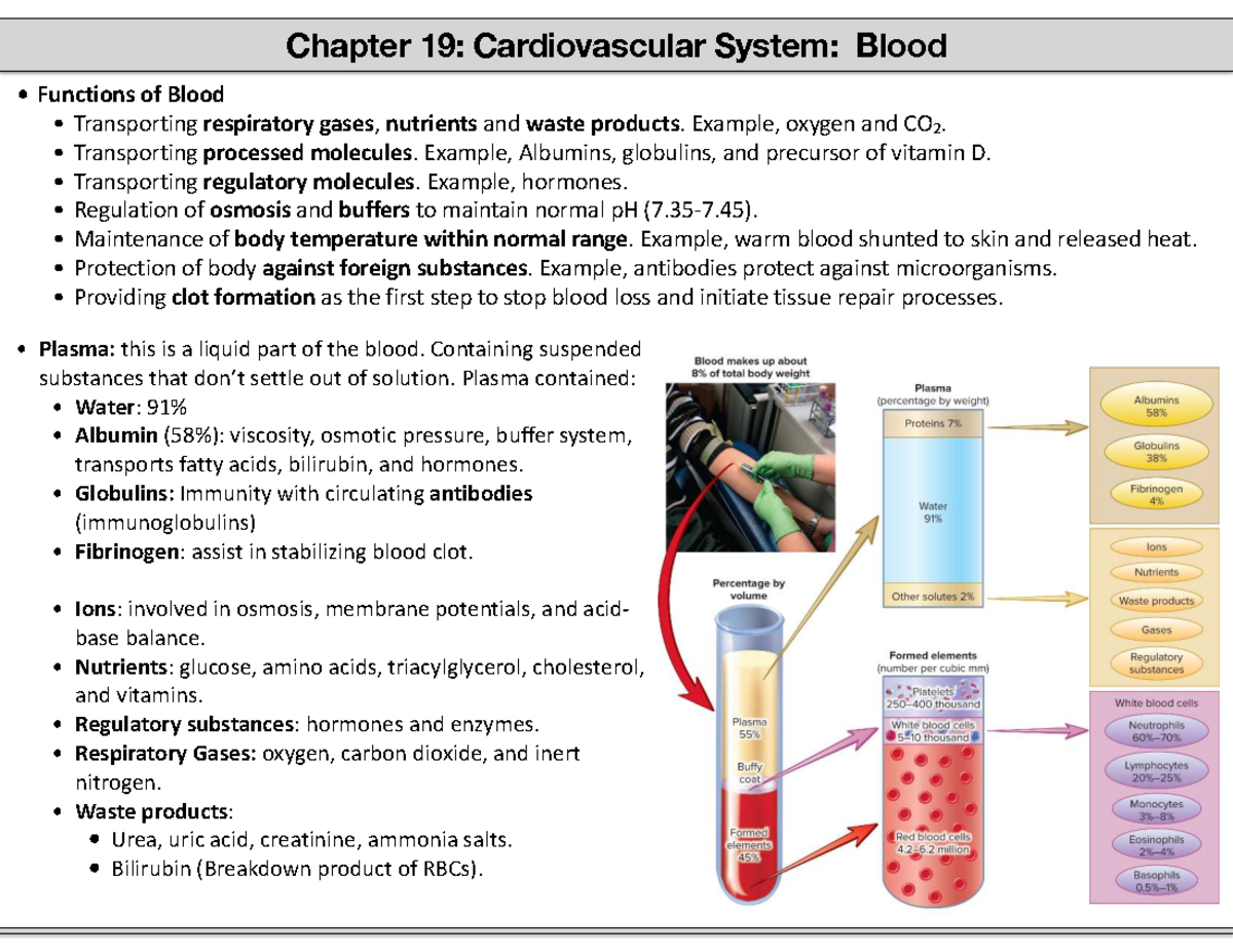 Chapter 19: Cardiovascular System - Blood Functions & Components - Studocu