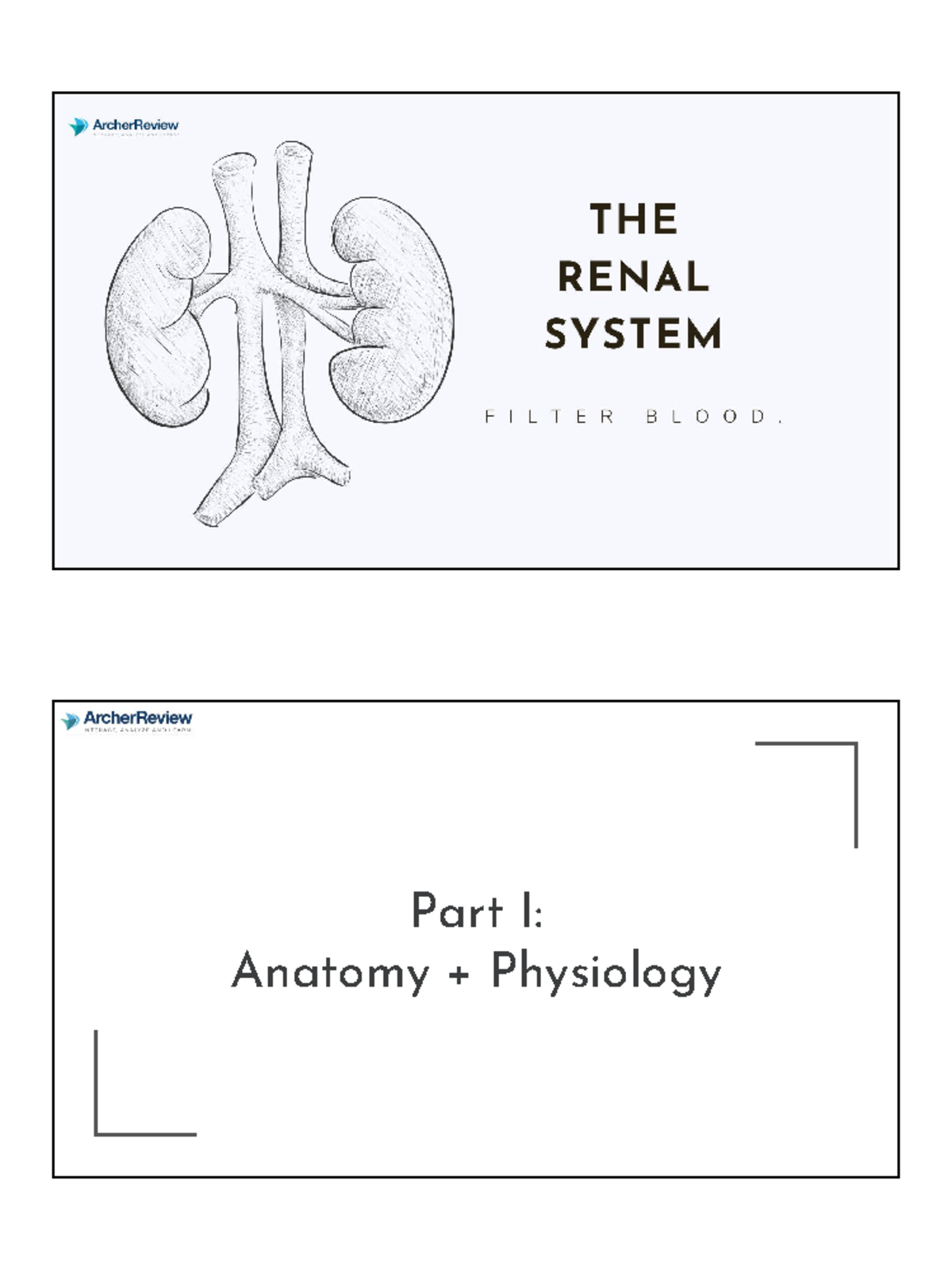 Renal system - Renal Part I: Anatomy + Physiology The Urinary Tract ...