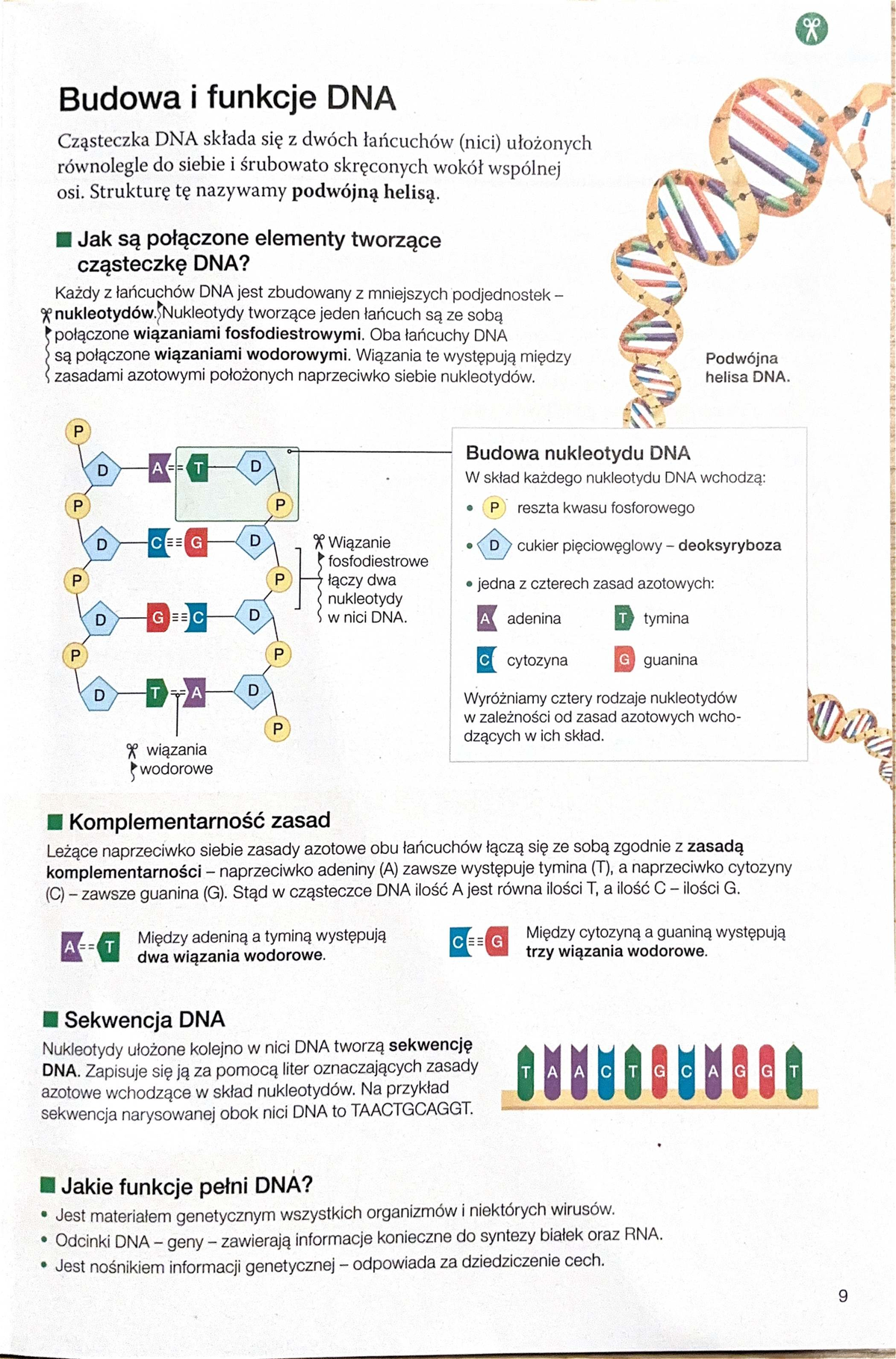 Budowa i funkcje DNA - Biologia na czasie (BIL101) - Studocu