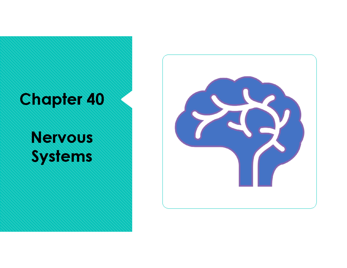 SP24 Chapter 40 Lecture: Overview of Nervous Systems - Studocu