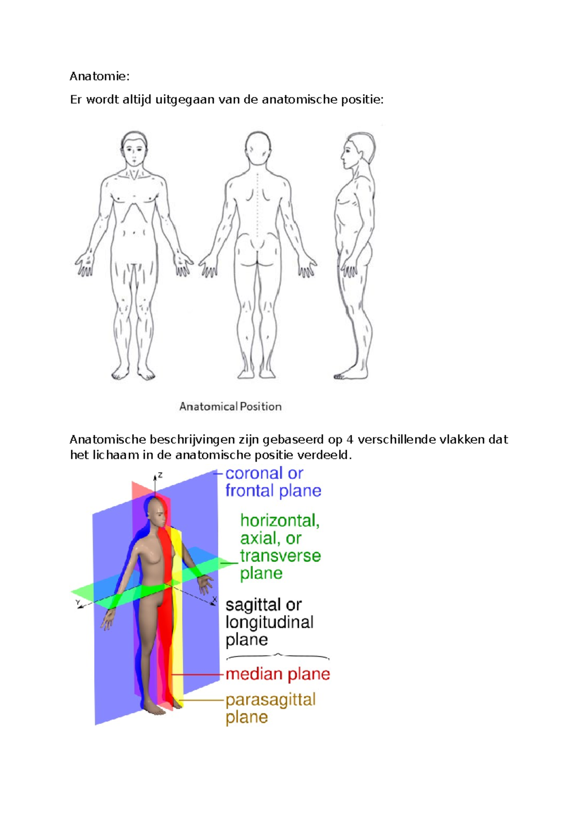 Anatomie - Anatomie: Er wordt altijd uitgegaan van de anatomische ...