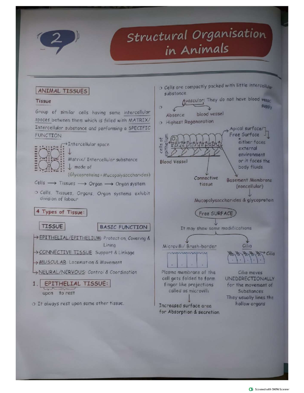 7.Structural organism notes - 2 Structural Organisation in Animals ...