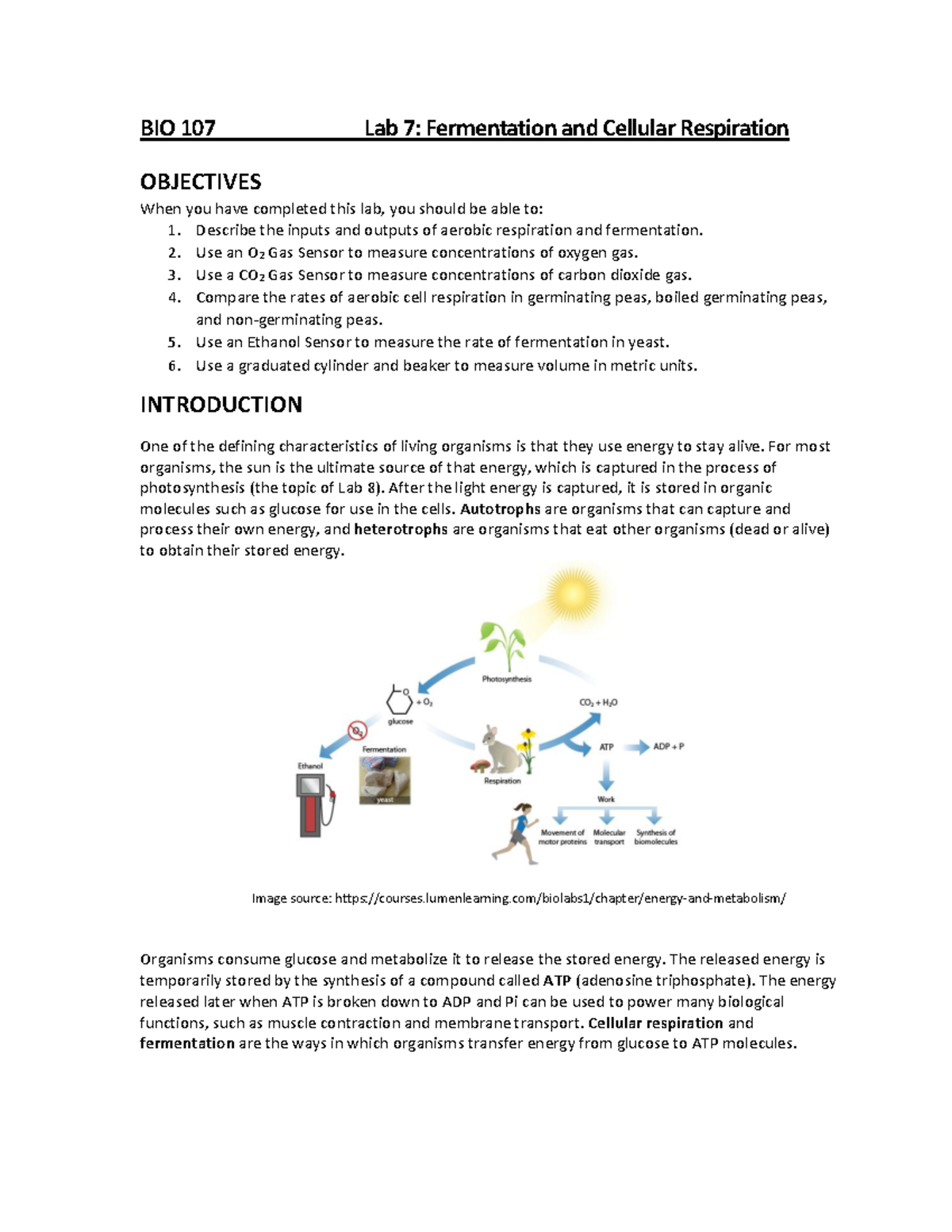 BIO 107 Lab 7: Fermentation & Cellular Respiration Analysis - Studocu
