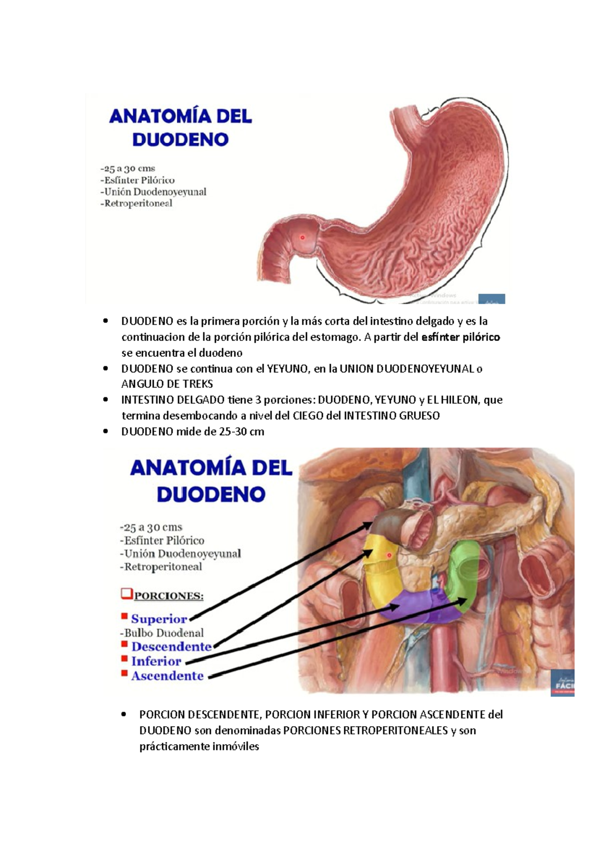 Practica 9 Anatomia Duodeno, Pancreas Y BAZO - DUODENO es la primera ...