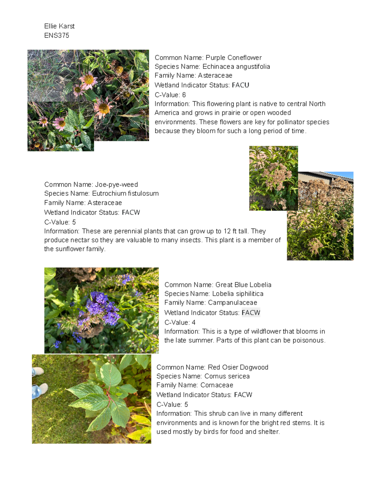 Rain Garden Assignment - Ellie Karst ENS Common Name: Purple Coneflower ...