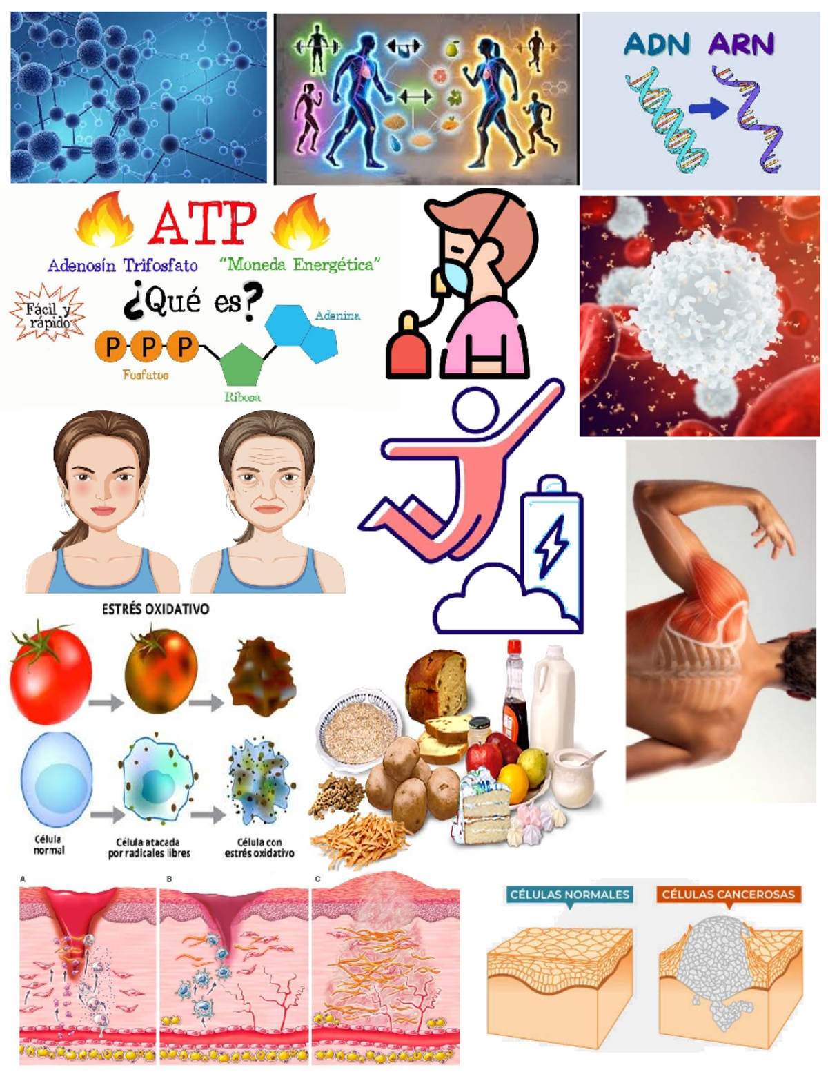 Estudio sobre el impacto de CHONPS en el cuerpo humano y el estrés ...