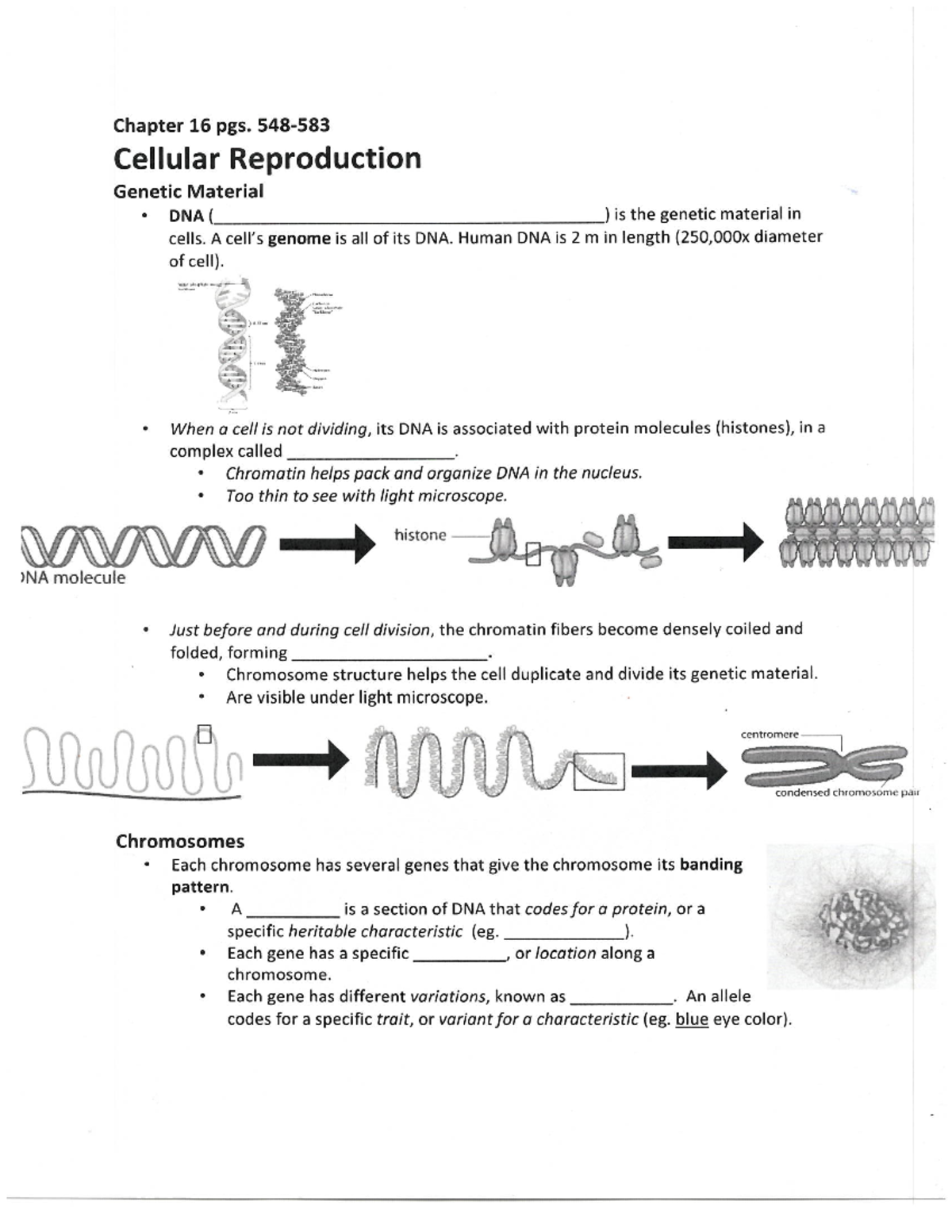 Copy of C1 Cell Division Booklet - Chapter 16 pgs. Cellular ...