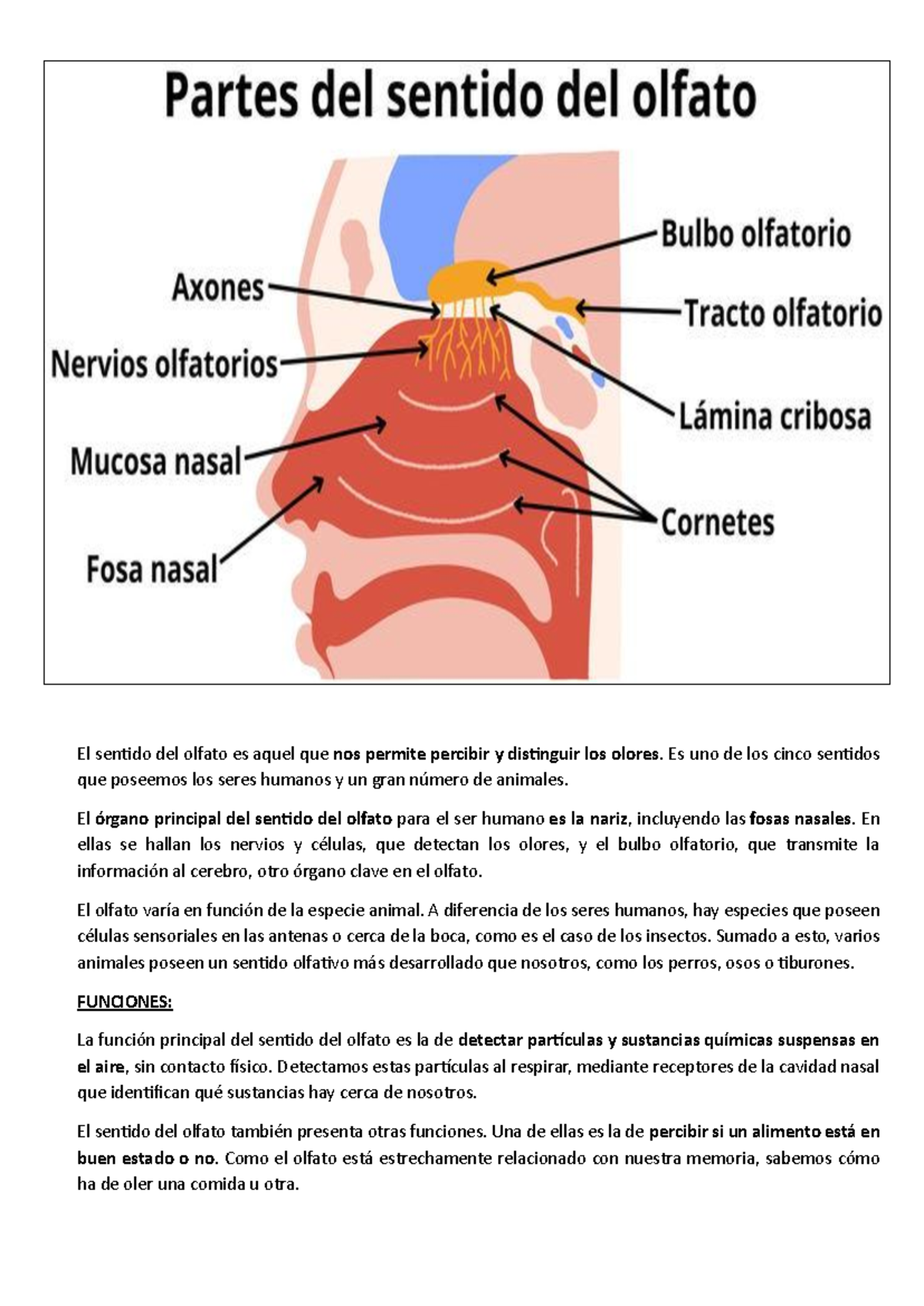 Olfato: Funciones, Anatomía y Cuidados del Sentido Olfativo - Studocu