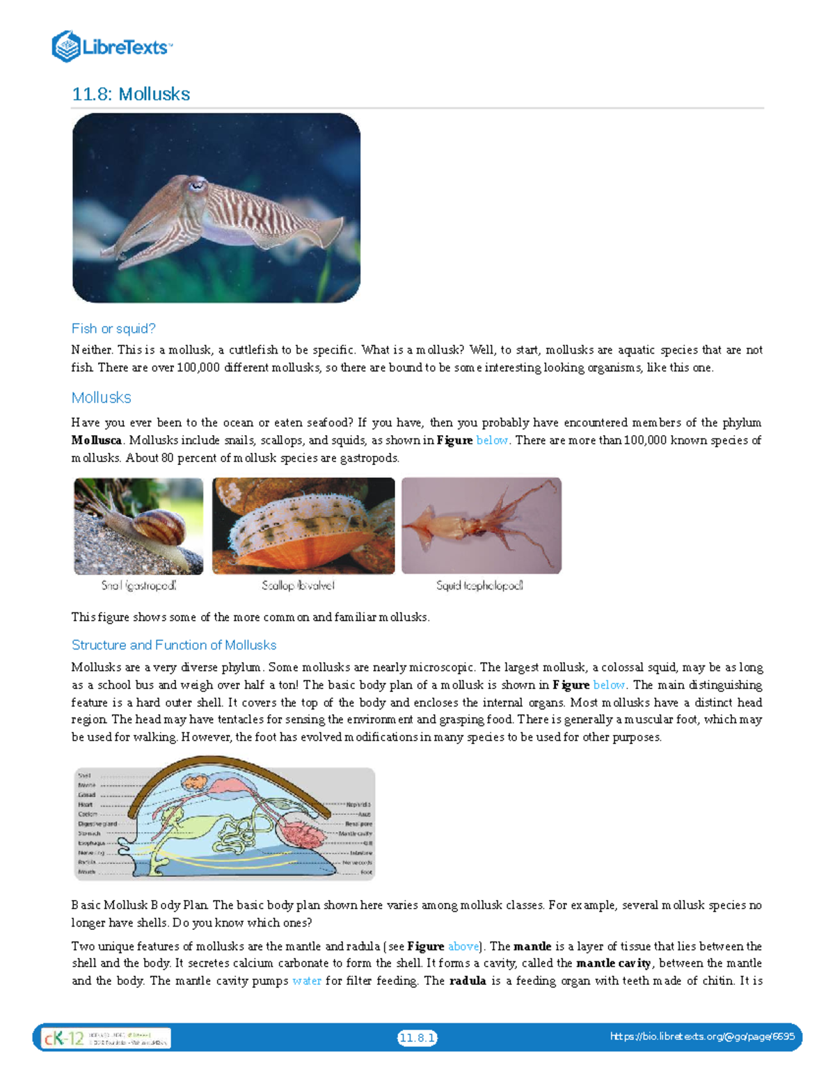 11.8: Structure, Function, and Ecology of Marine Mollusks - Studocu