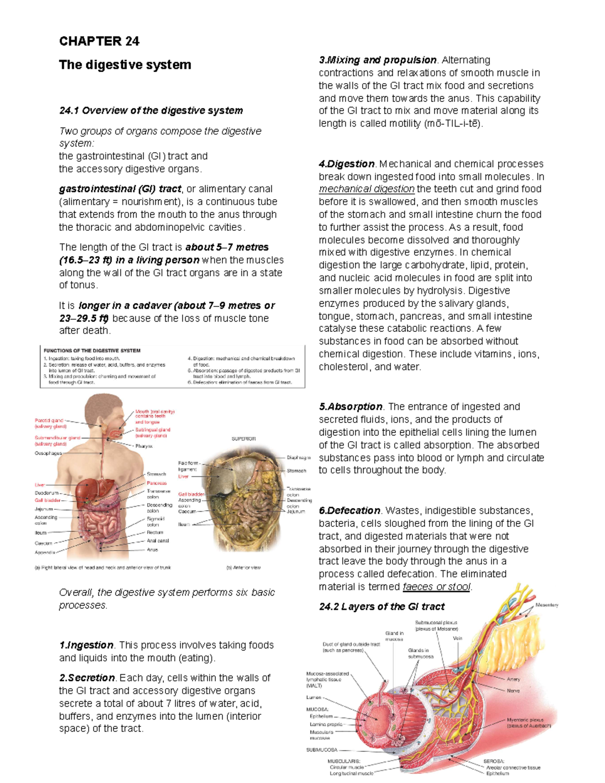 Chap 24: The Digestive System Overview and Anatomy Insights - Studocu