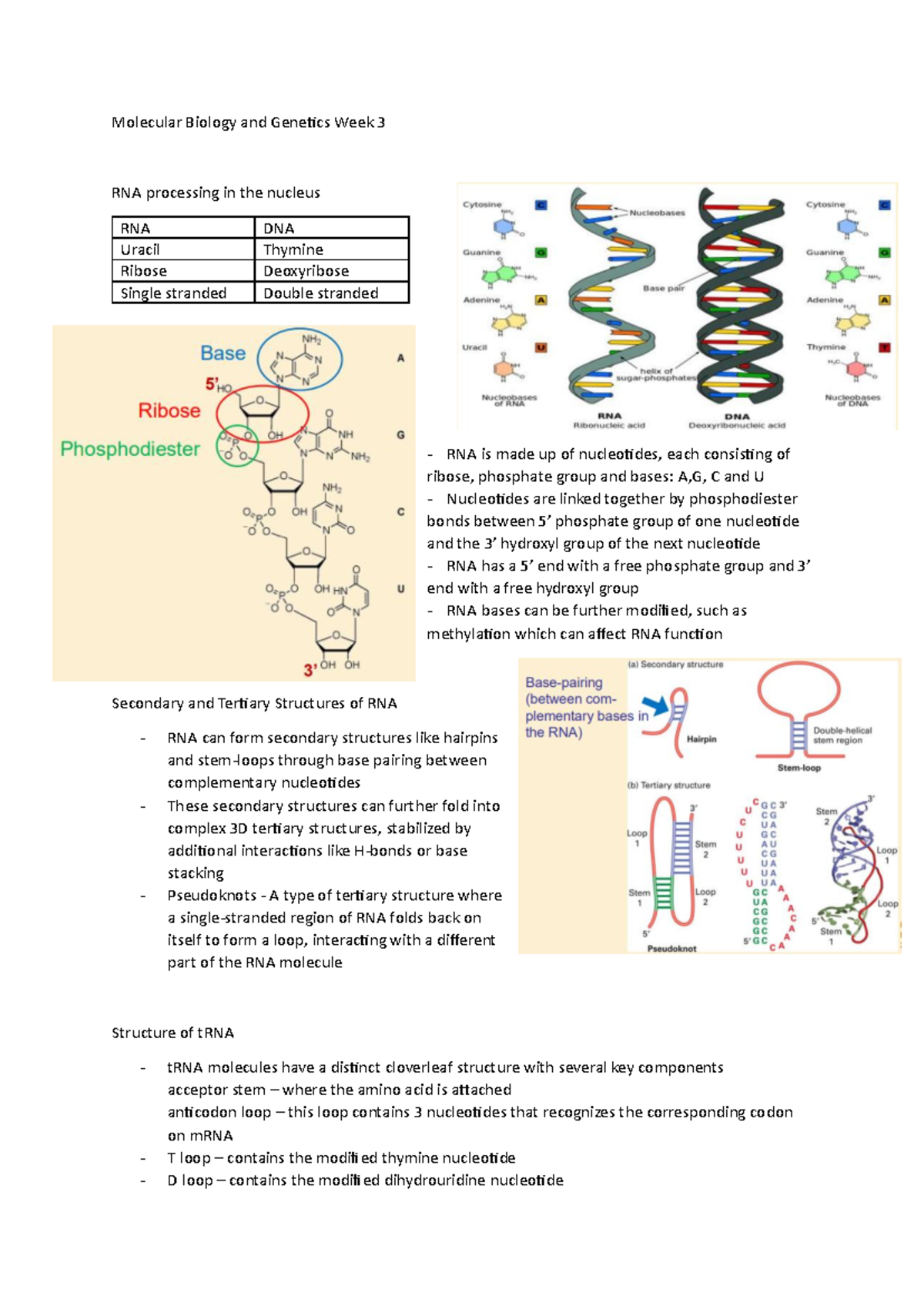 Molecular Biology & Genetics - RNA Processing and Regulation Notes ...