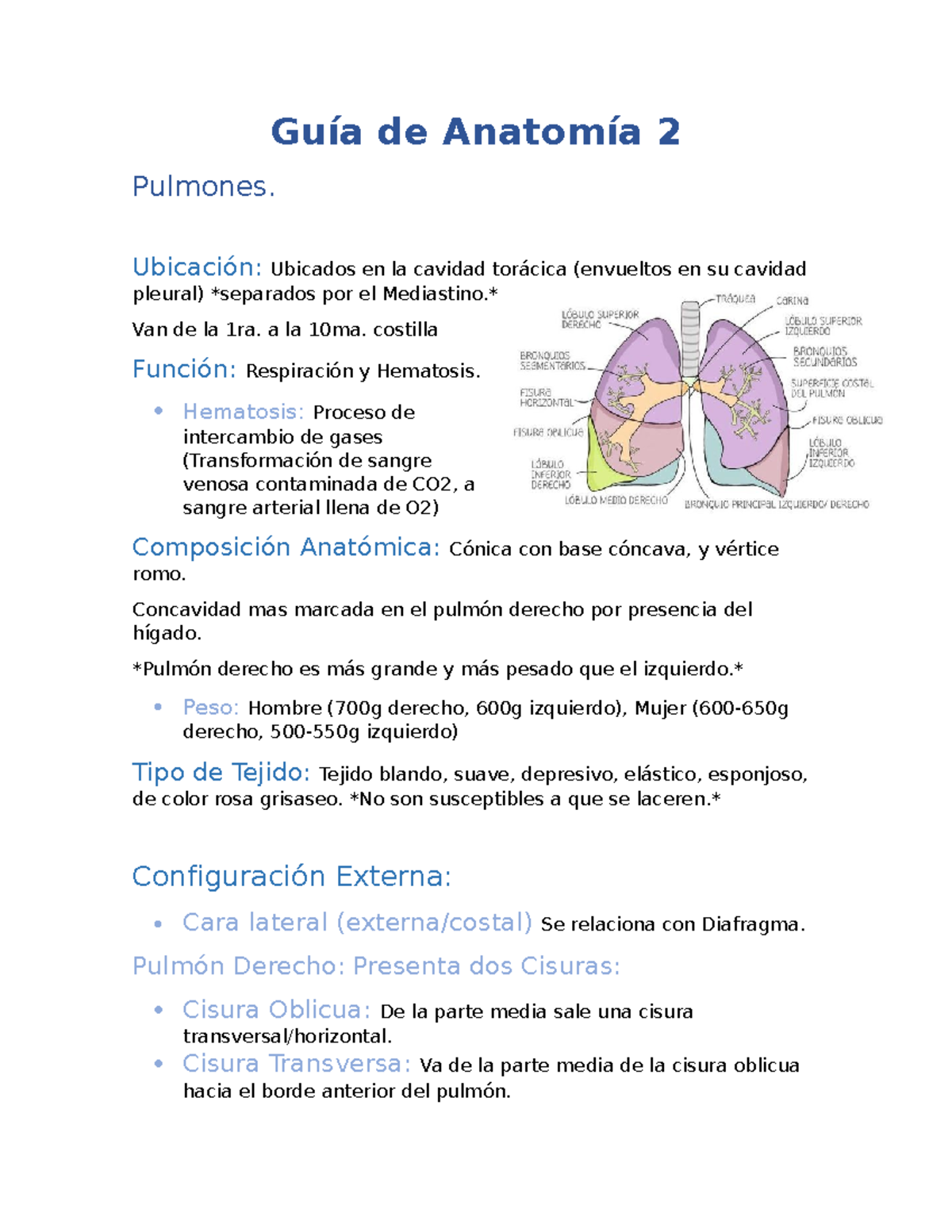 Guía de Anatomía - Guía de Anatomía 2 Pulmones. Ubicación: Ubicados en ...