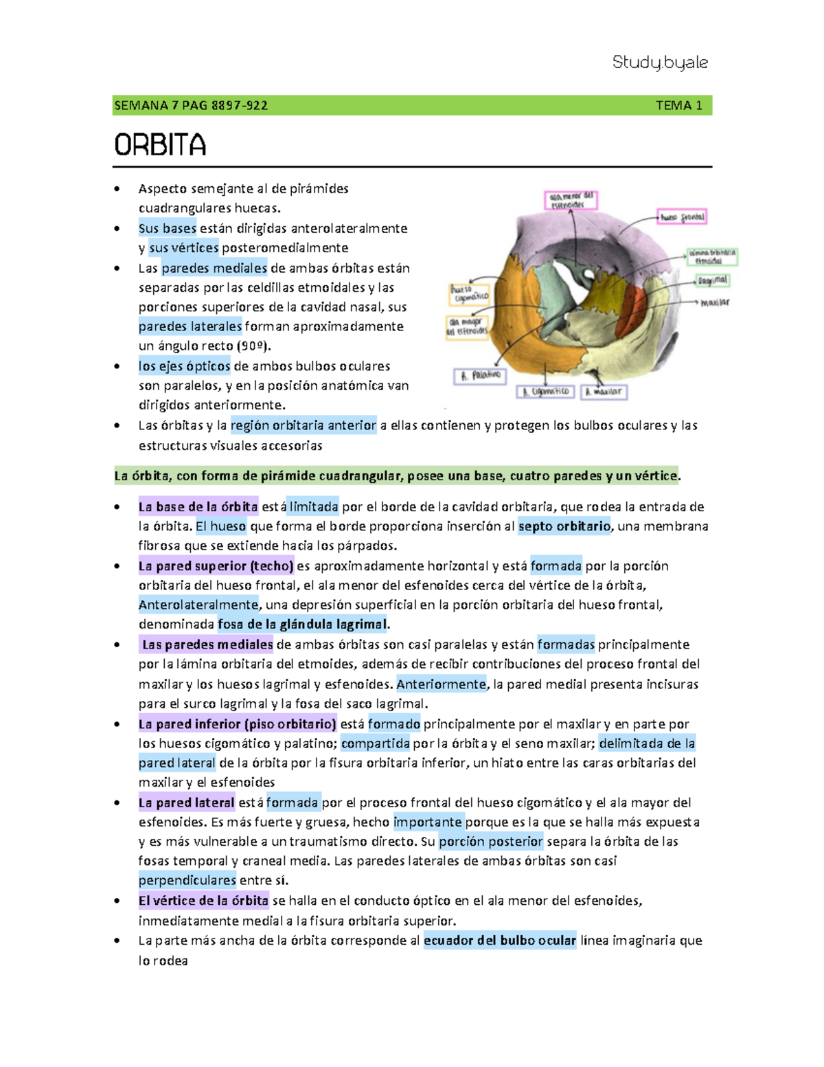 Anatomía de la Órbita y el Bulbo Ocular - OJO 7 - Studocu