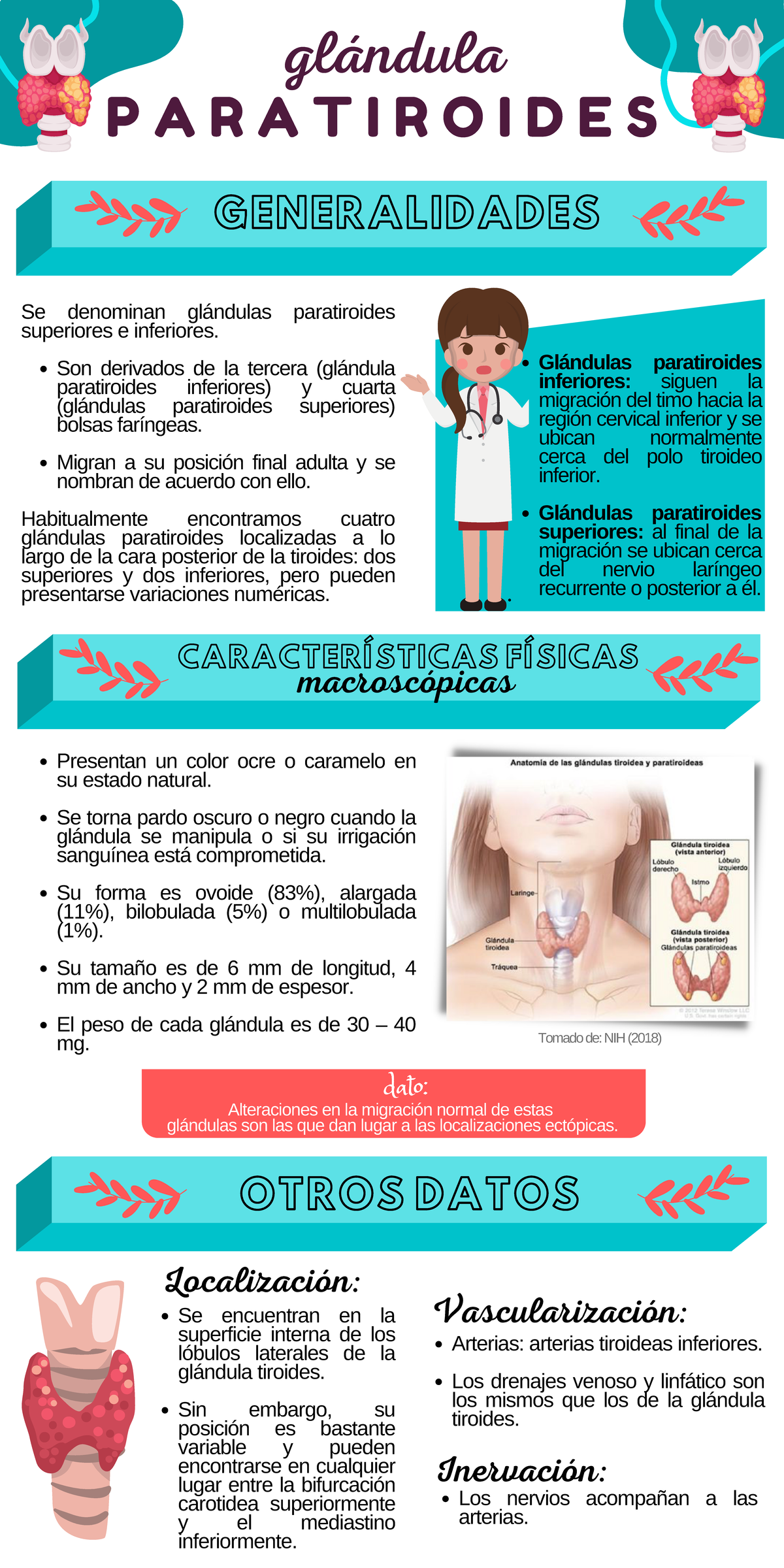 Infografía sobre la Glándula Paratiroides: Estructura y Función - Studocu