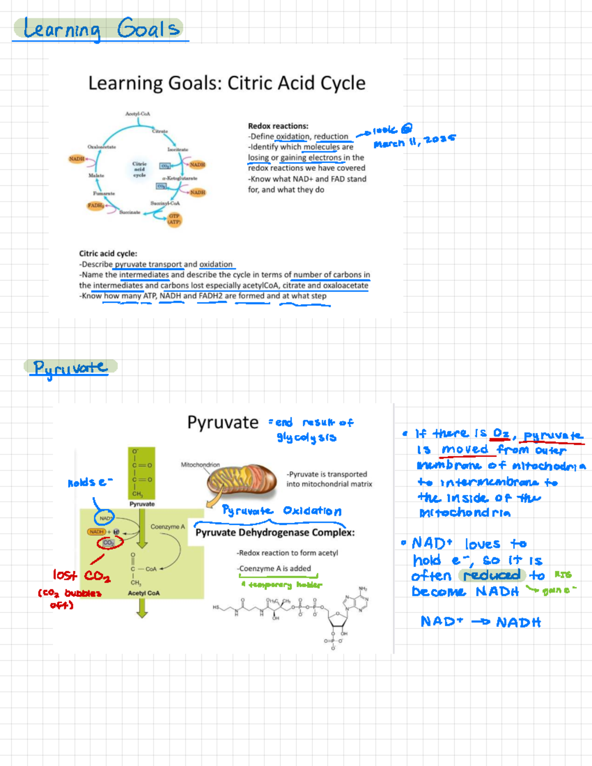 Mitochondrial Metabolism: Pyruvate Oxidation & Citric Acid Cycle ...
