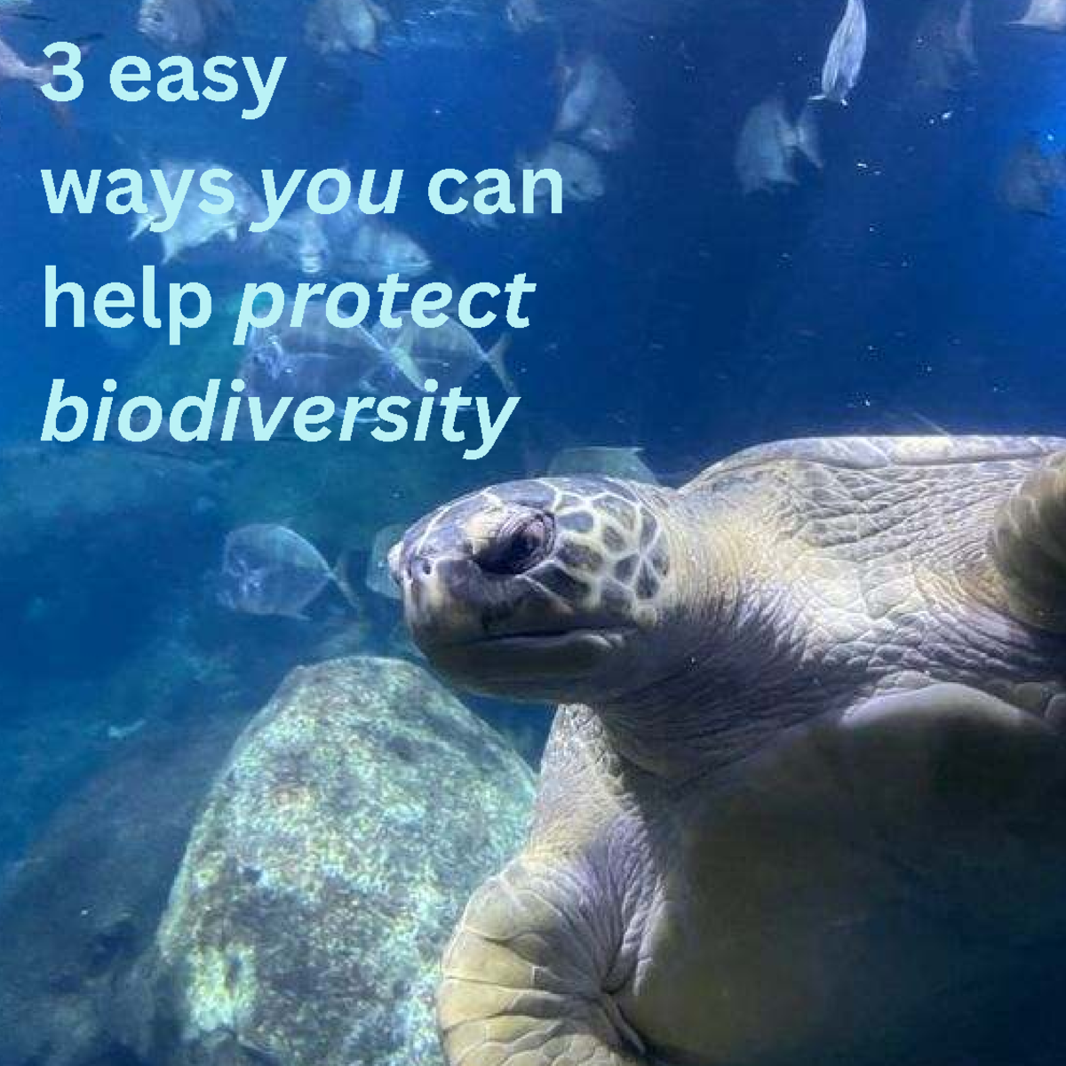3 Easy Ways to Protect Biodiversity: Insta Post 1 - Studocu