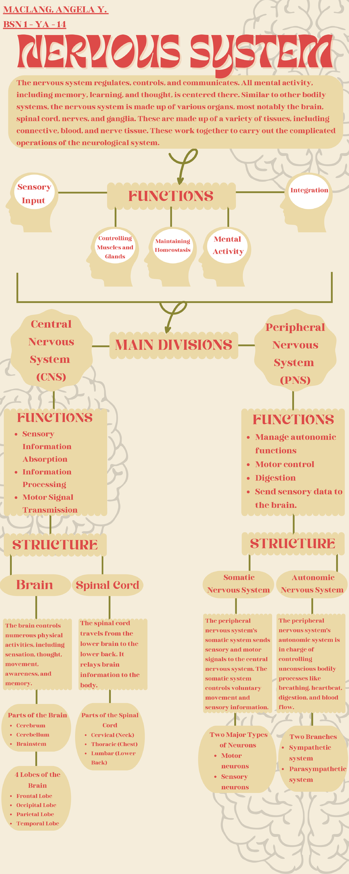 Maclang, Angela Y. - BSN1 - YA -14 - Nervous System - Concept MAP ...
