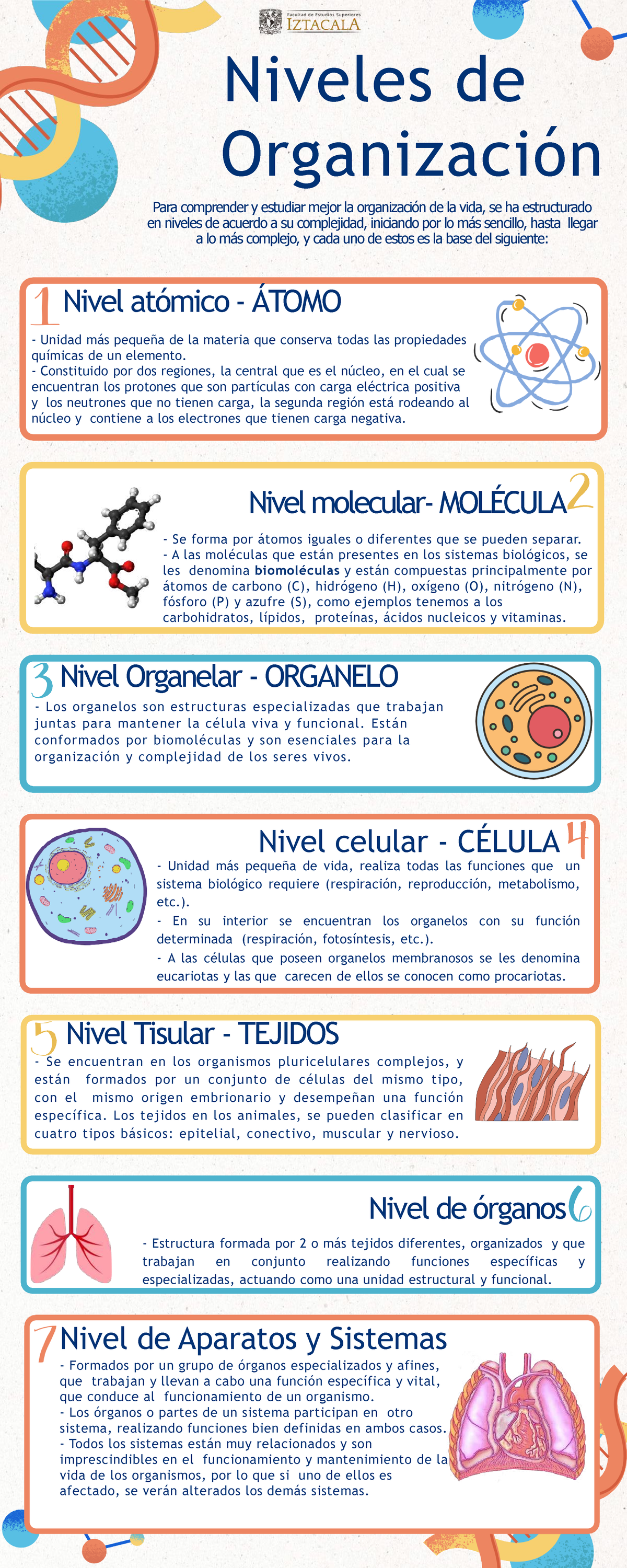 Niveles De Organización En Biología Biología I 4B T/V Niveles De