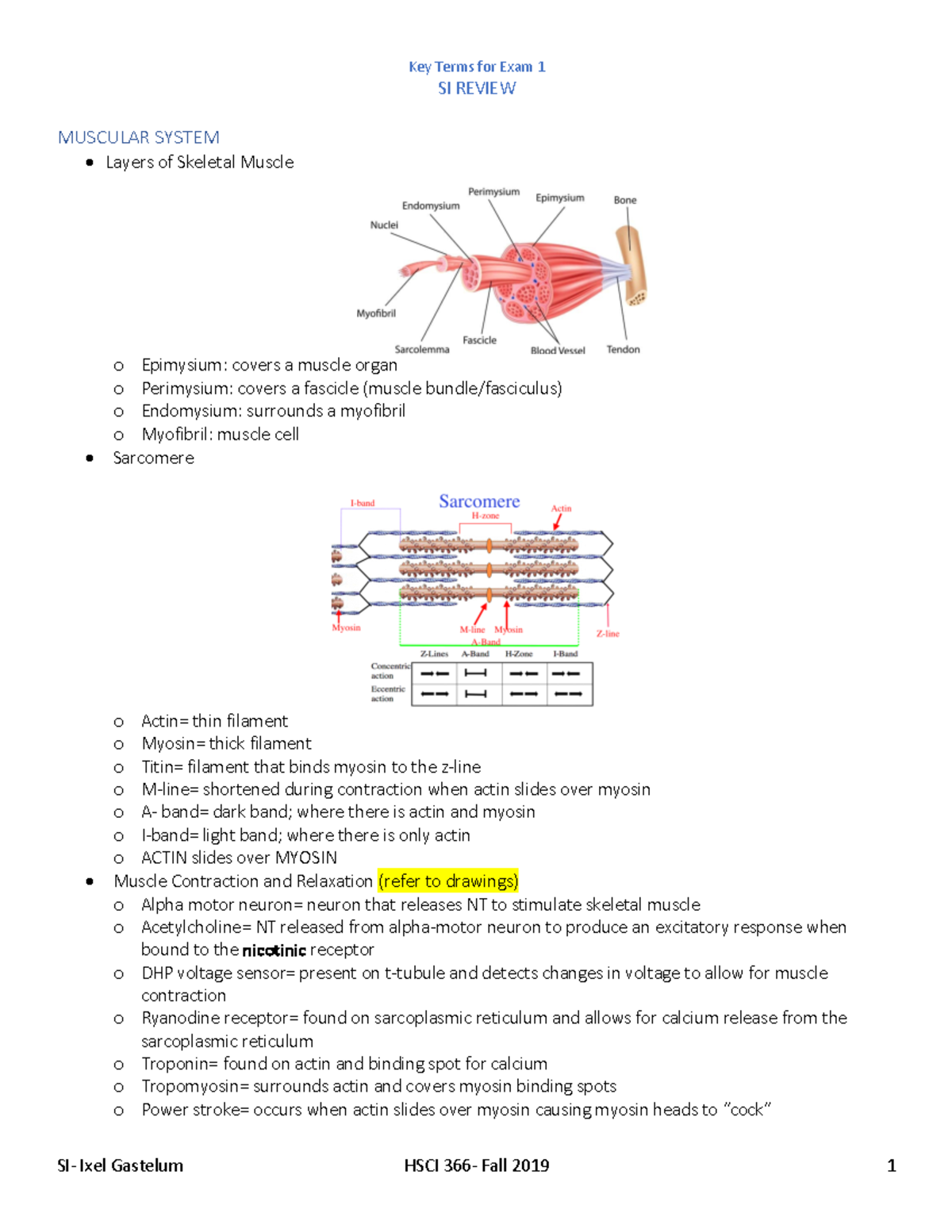 Key Terms for Exam 1 - Muscular, Respiratory & Cardiovascular Systems ...