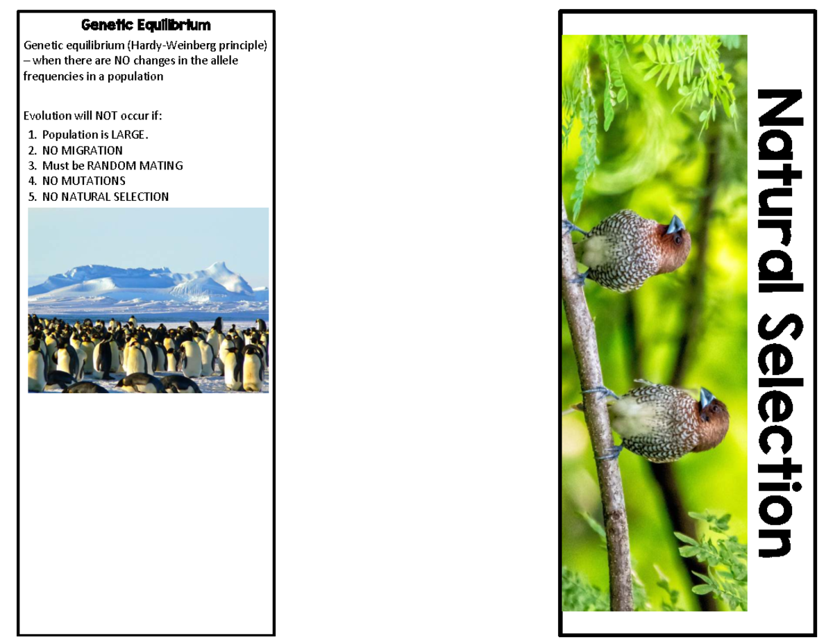 Genetic Equilibrium & Natural Selection: Key Principles Explained - Studocu