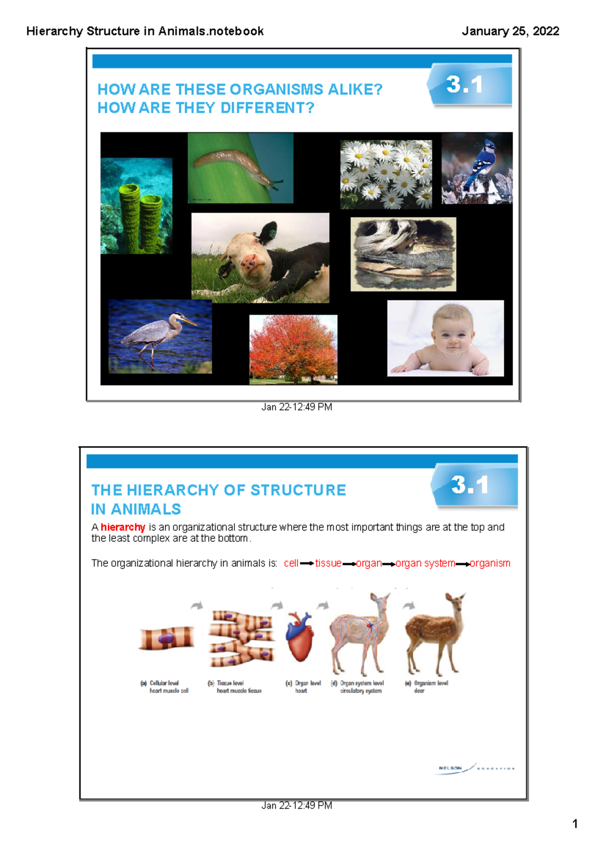 Hierarchy structure in animals - Jan 2212:49 PM HOW ARE THESE ORGANISMS ...