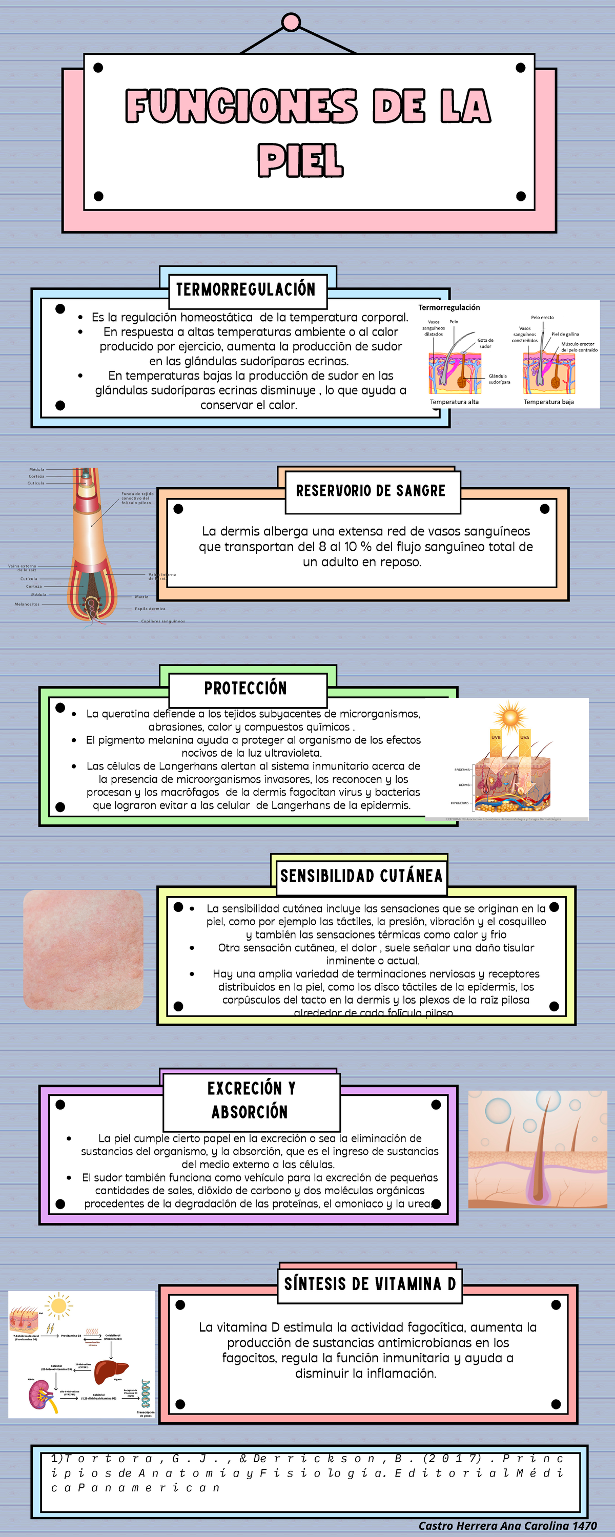 Funciones de la Piel: Termorregulación, Protección y Sensibilidad - Studocu