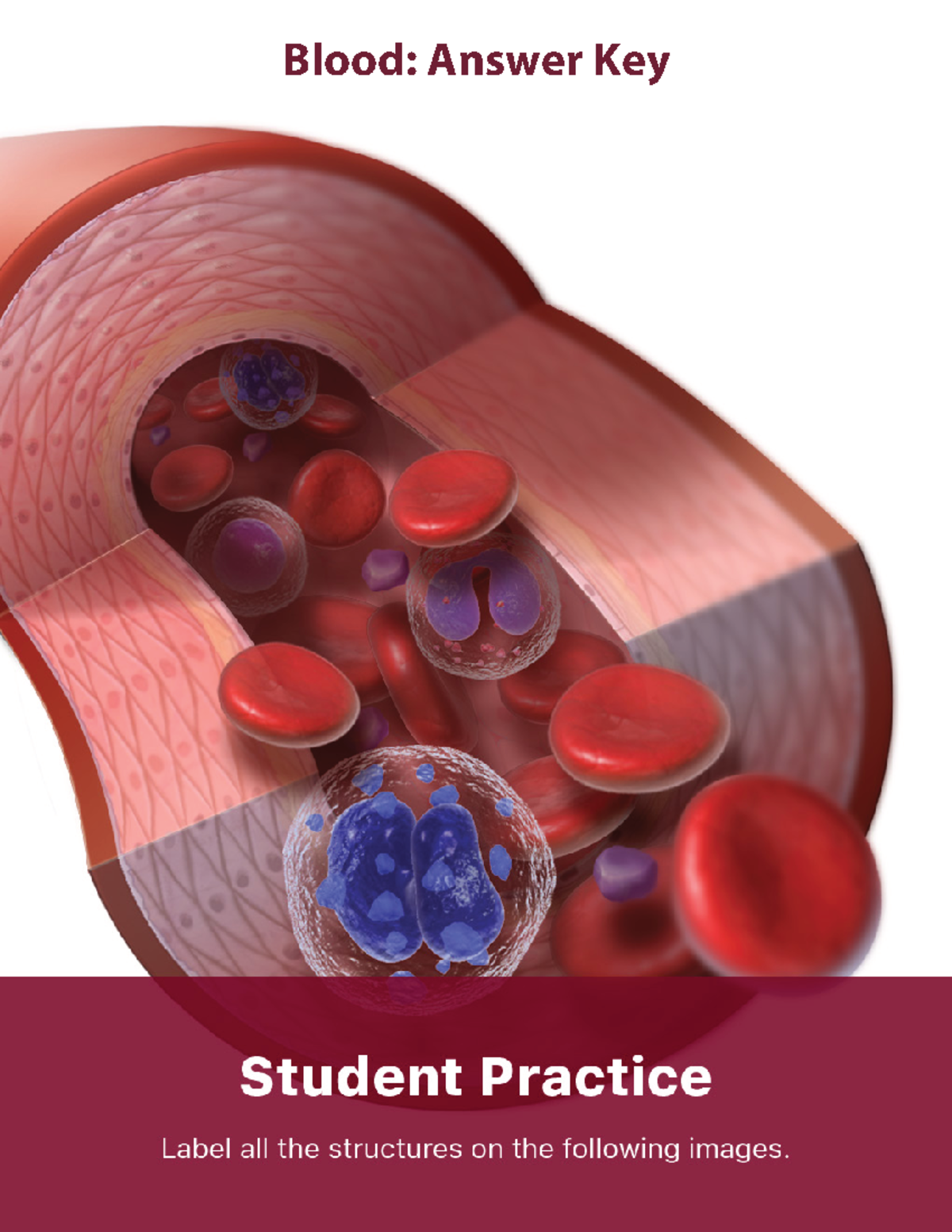 Blood Worksheet Key - DH110 - Blood: Answer Key Liver Module 28 Plasma ...