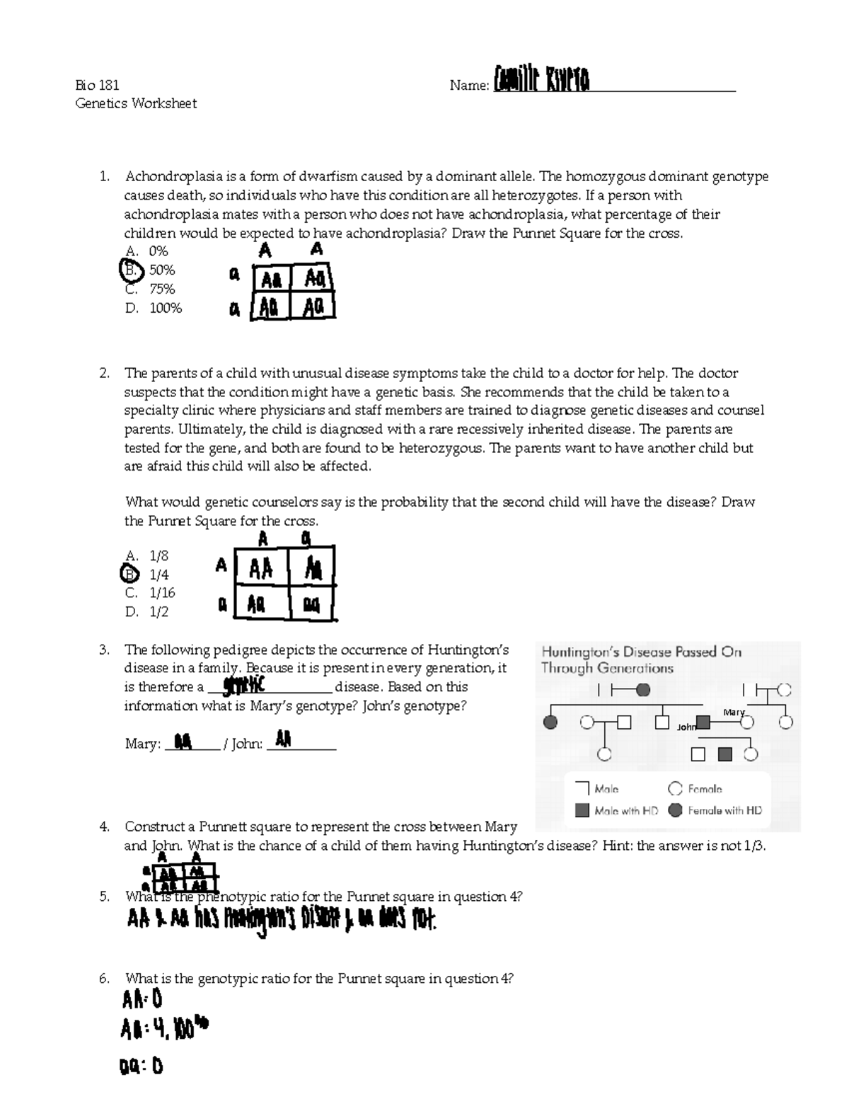 Bio 181 - Genetics Punnett Square Worksheet and Practice Problems - Studocu