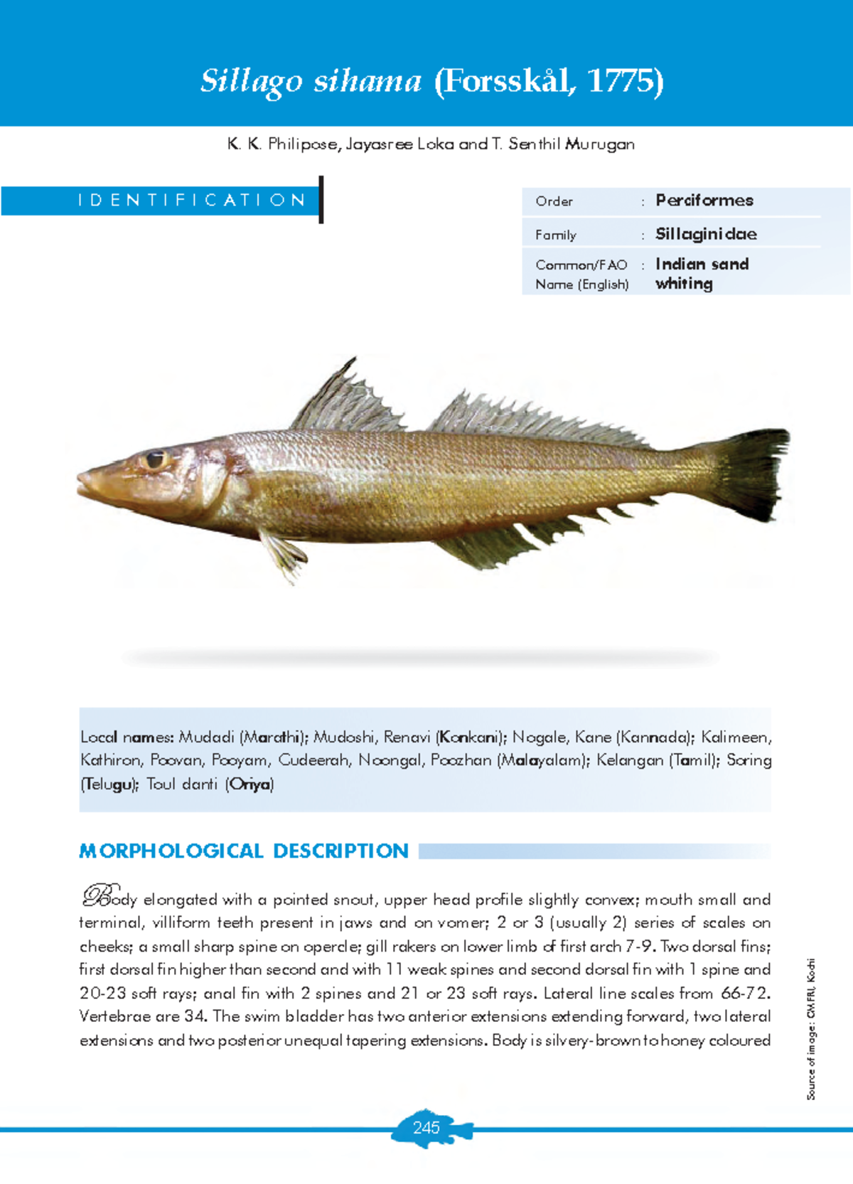 Sillago sihama - Hindi siya connected - 245 Sillago sihama (ForsskÂl ...