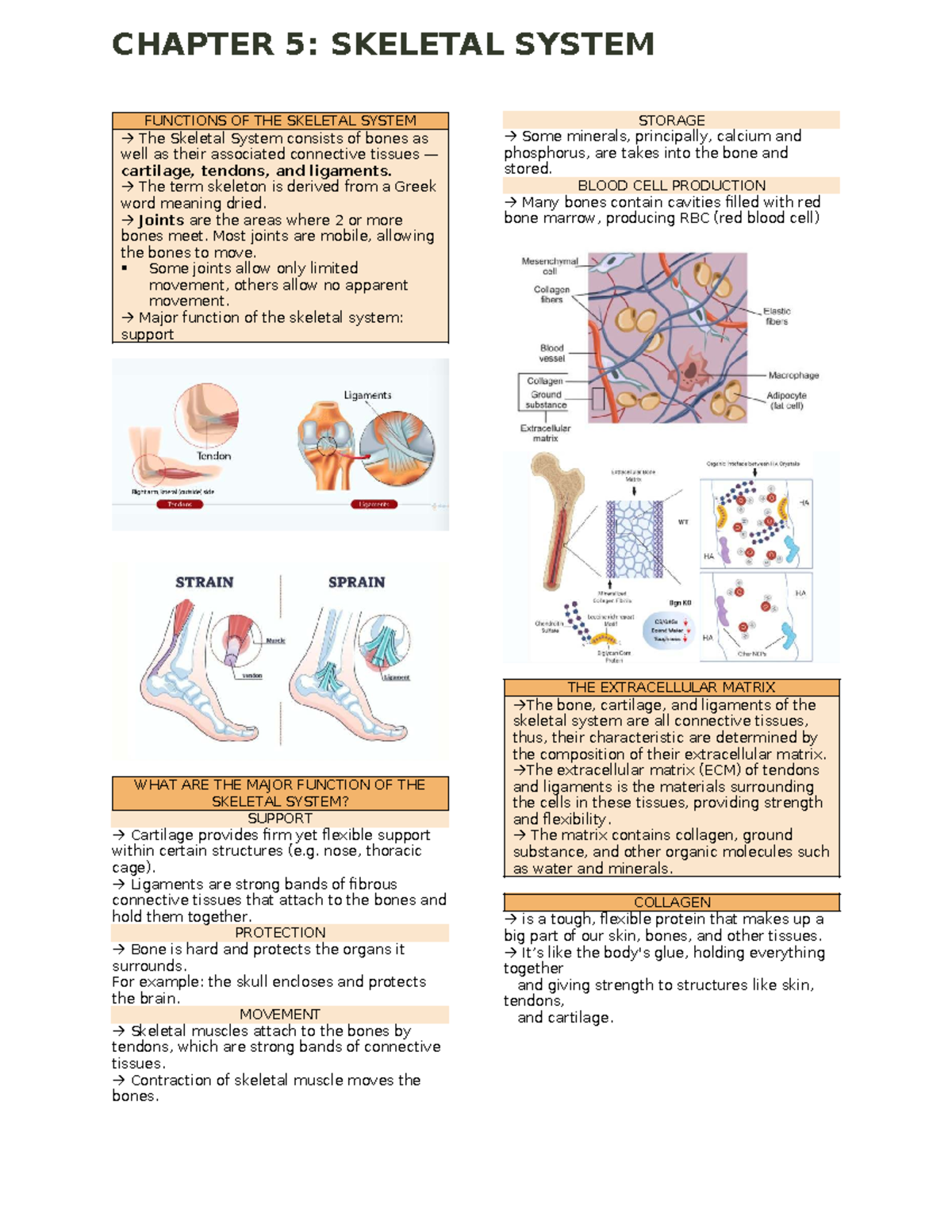 5Skeletal-System. - FUNCTIONS OF THE SKELETAL SYSTEM The Skeletal ...