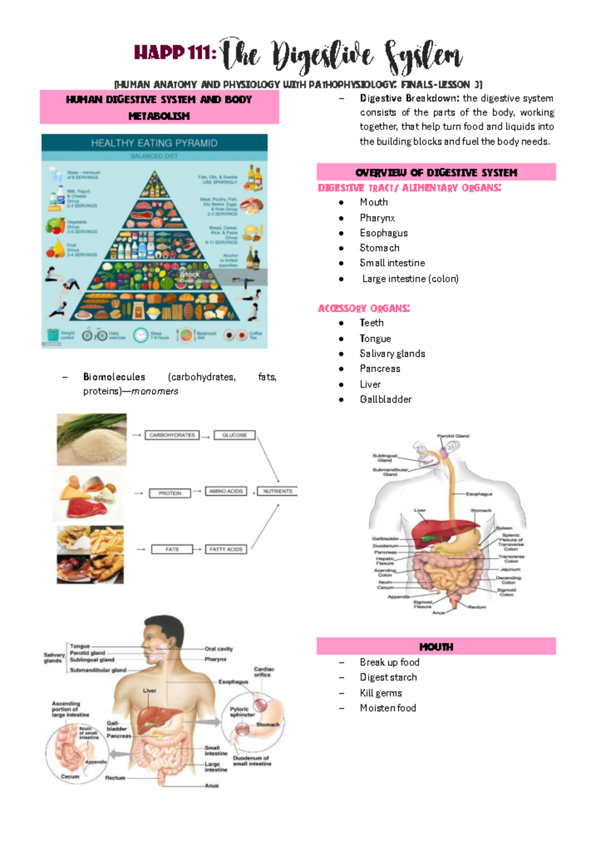 HAPP 111: Digestive System Overview and Pathophysiology Insights - Studocu