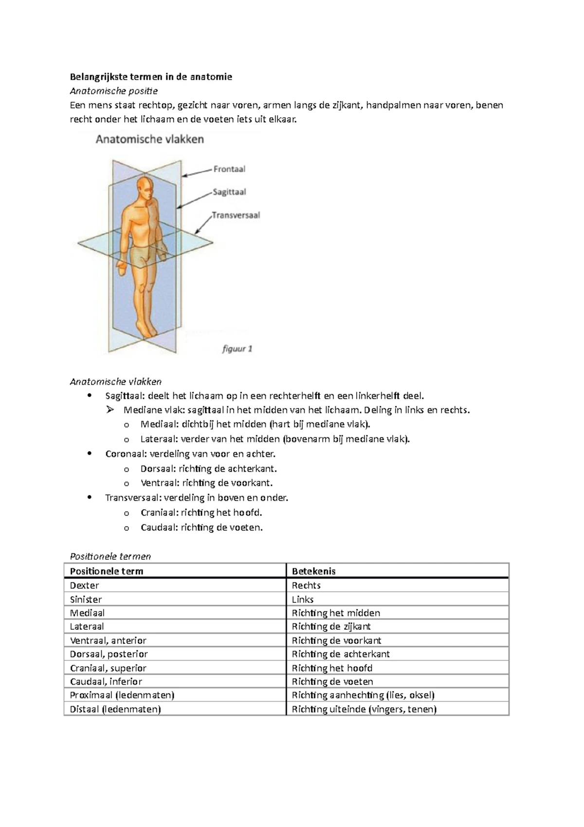 OWG 2.4 Spieropbouw en Contractie: Functies en Types Spierweefsel ...