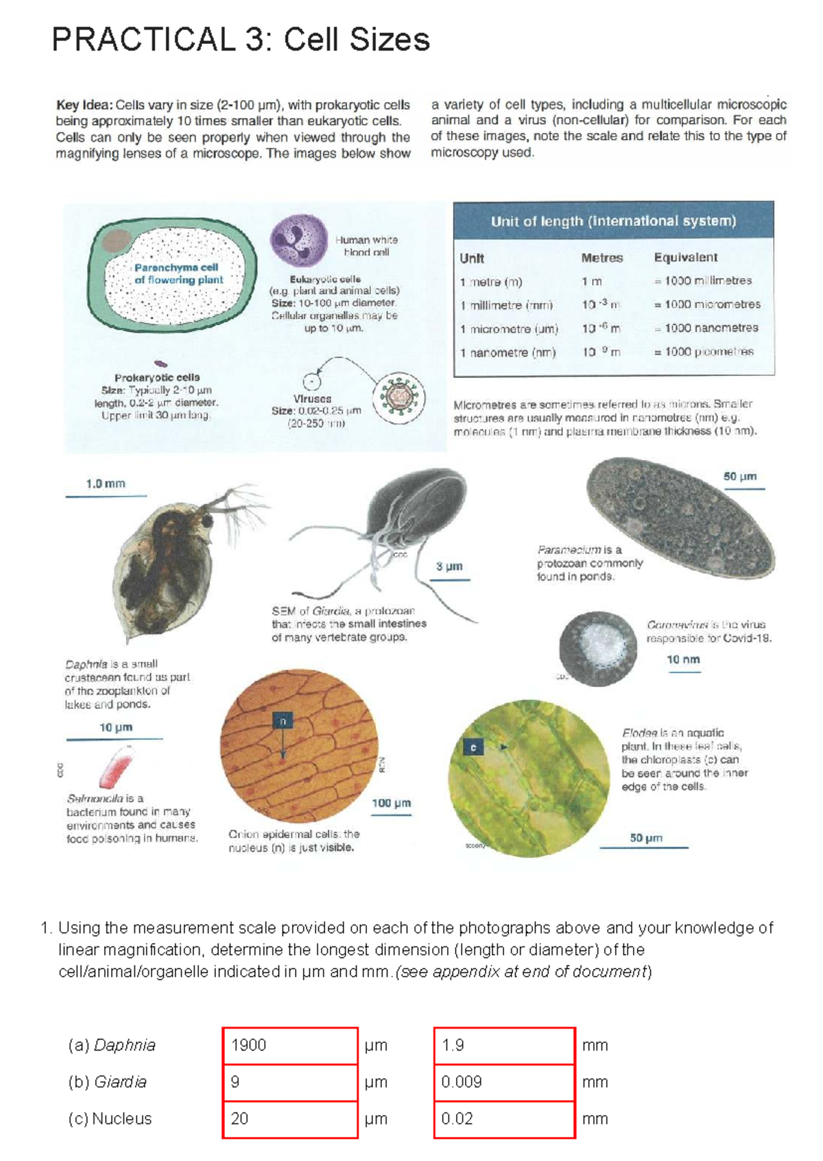 Practical 3: Measuring Cell Sizes and Dimensions in µm and mm - Studocu