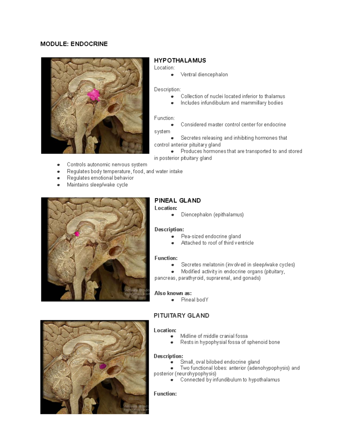 Module: Endocrine System Overview - MT LAWS - Studocu