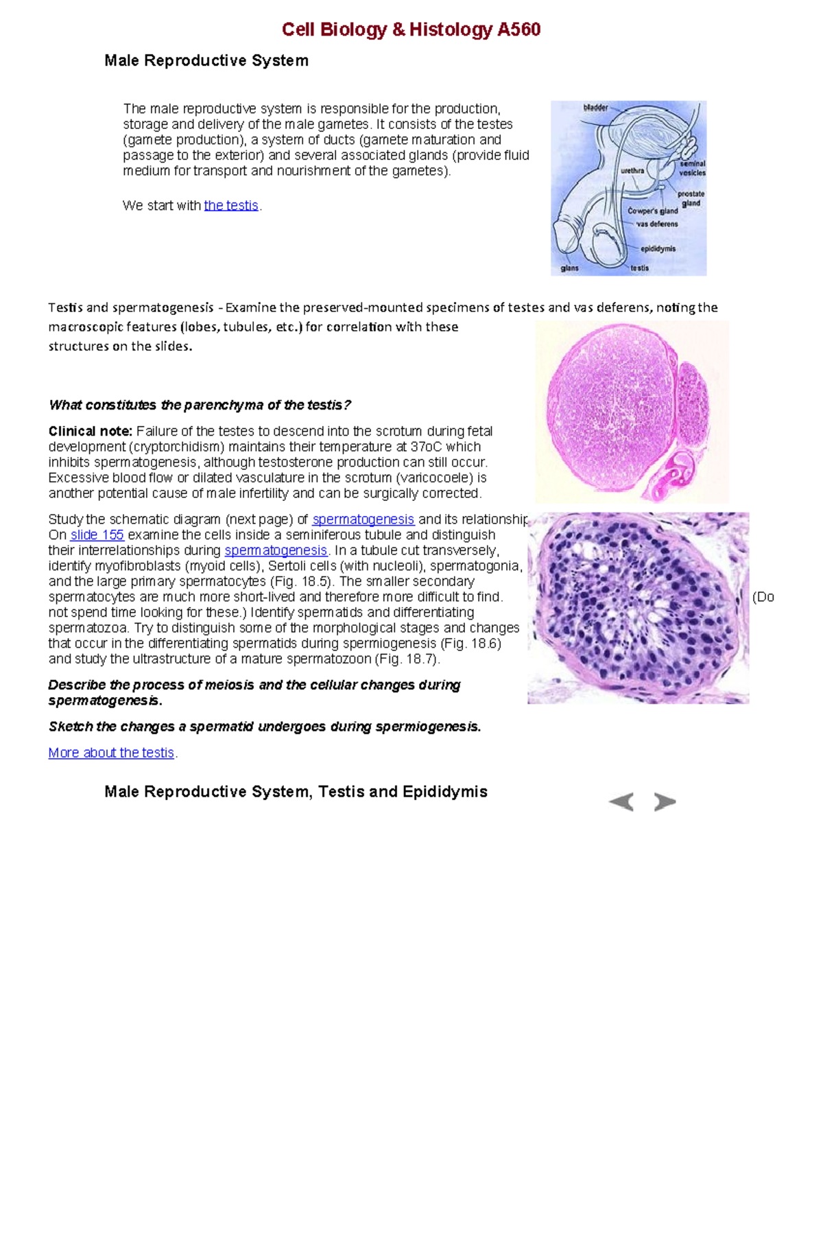 Cell Biology Histology A560 Male & Female Reproductive Systems Overview ...