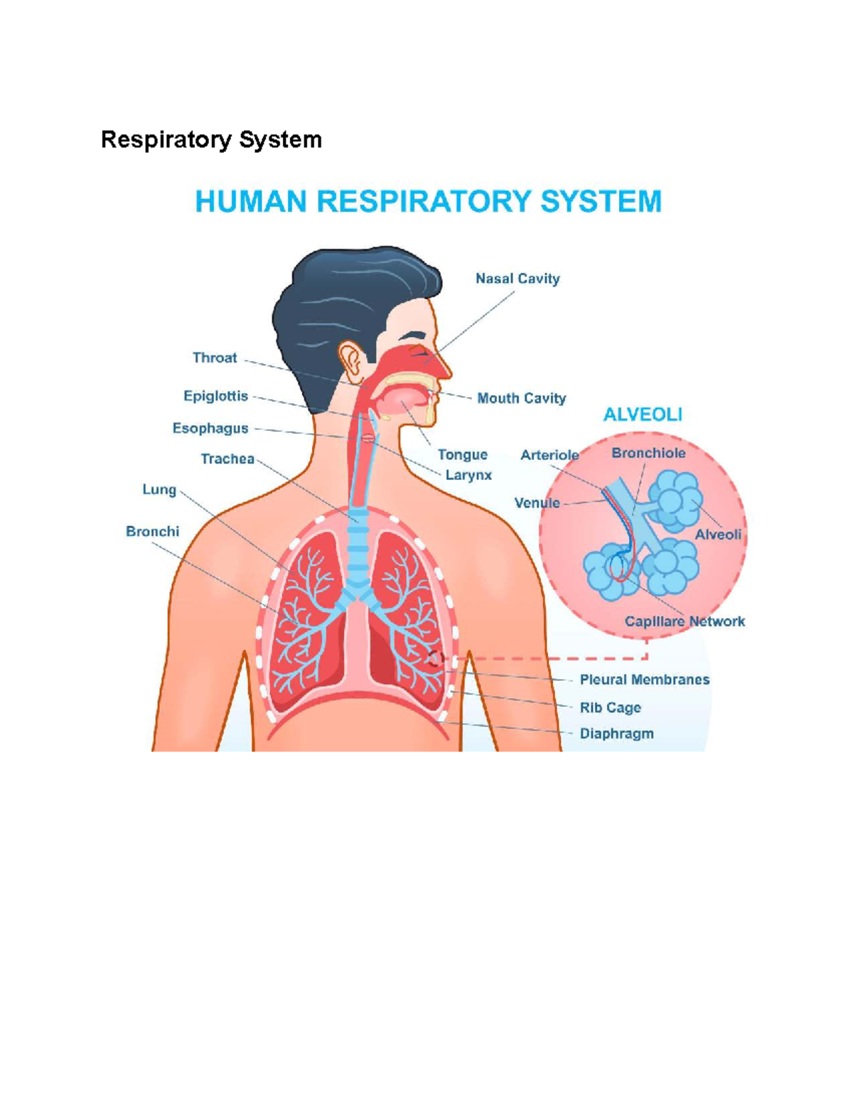 Respiratory System Overview: Gas Exchange & Breathing Mechanics - Studocu