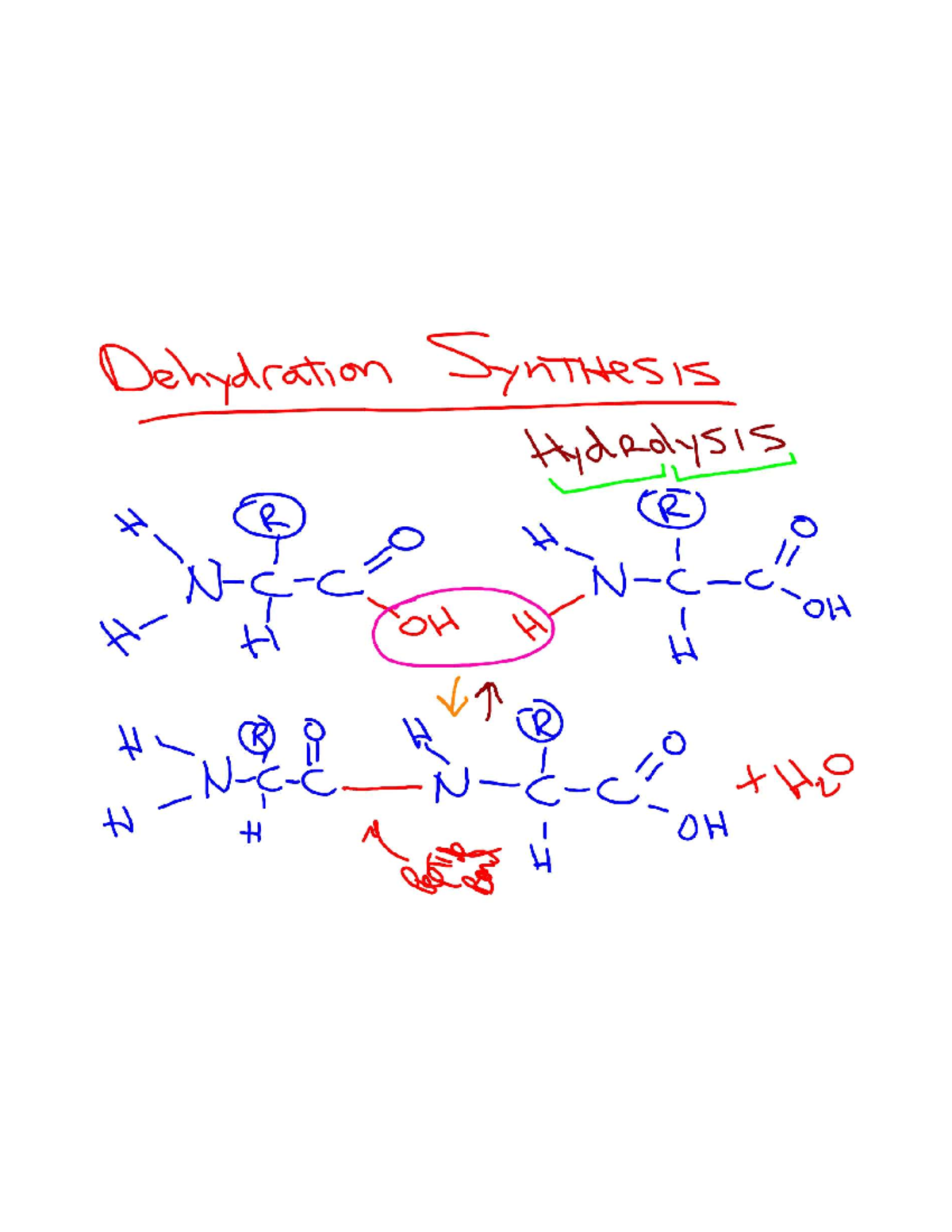 Hydrolysis And Dehydration Synthesis Diagram