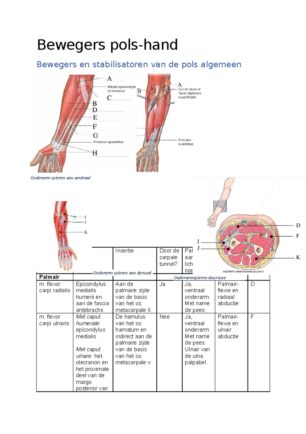Bewegers van de Pols: Spieren en Functies - Anatomie Note - Studeersnel