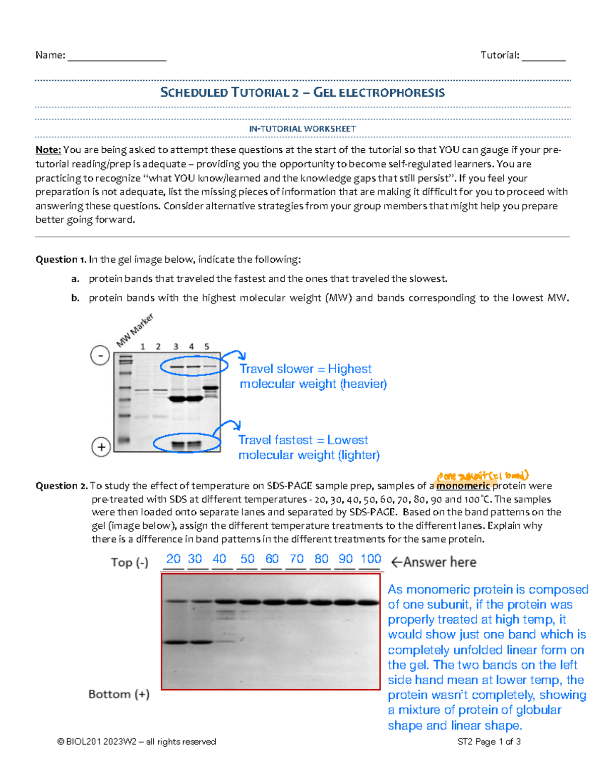 BIOL201 ST2 In-Tutorial Worksheet: Gel Electrophoresis Jan 2024 - Studocu