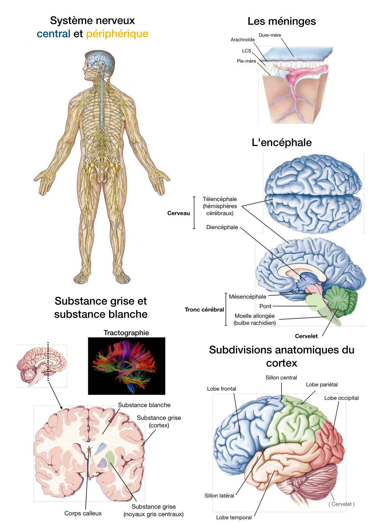 L3 APAS Physio CM1 - Cours sur le Système Nerveux Central et ...